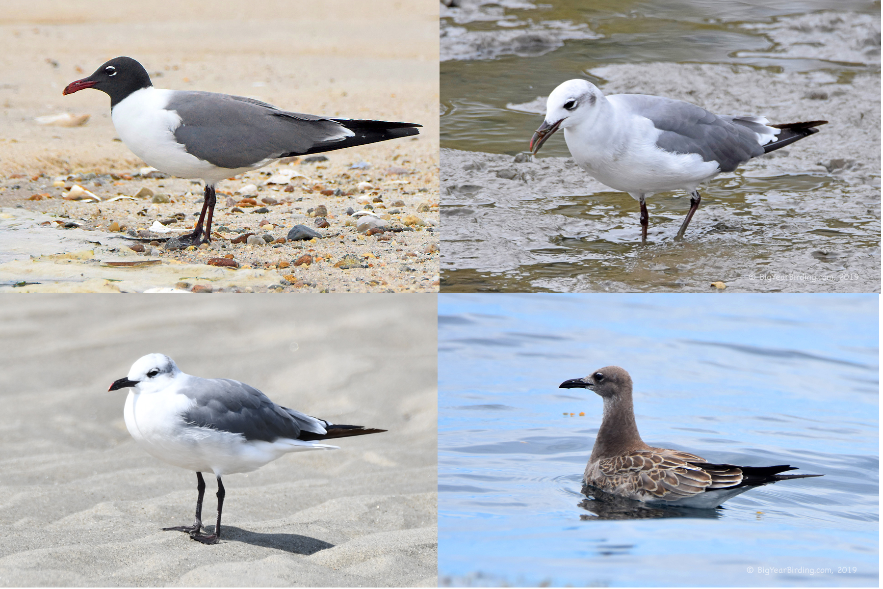 Little Gull in Maine - Big Year Birding