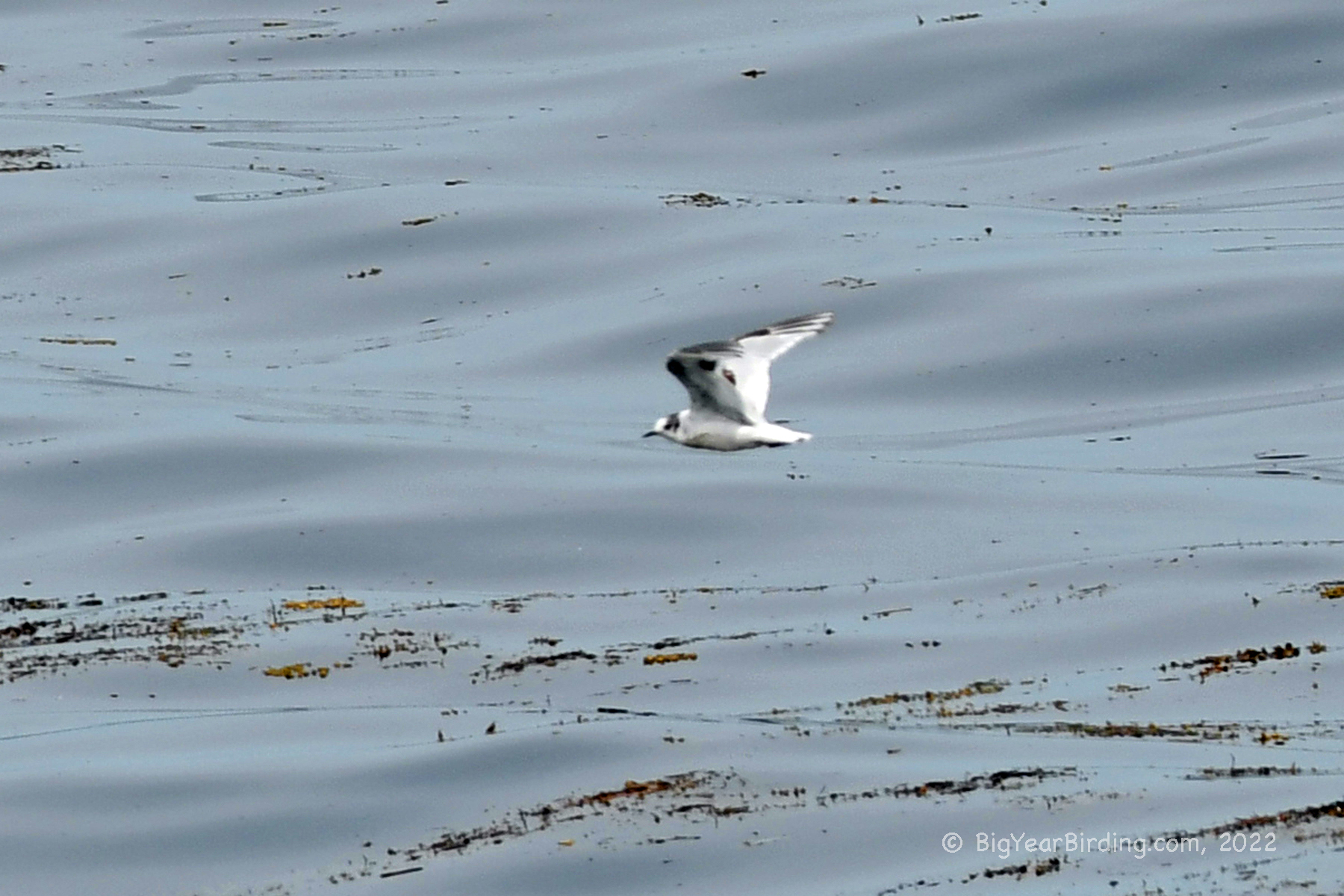 Little Gull in Maine - Big Year Birding