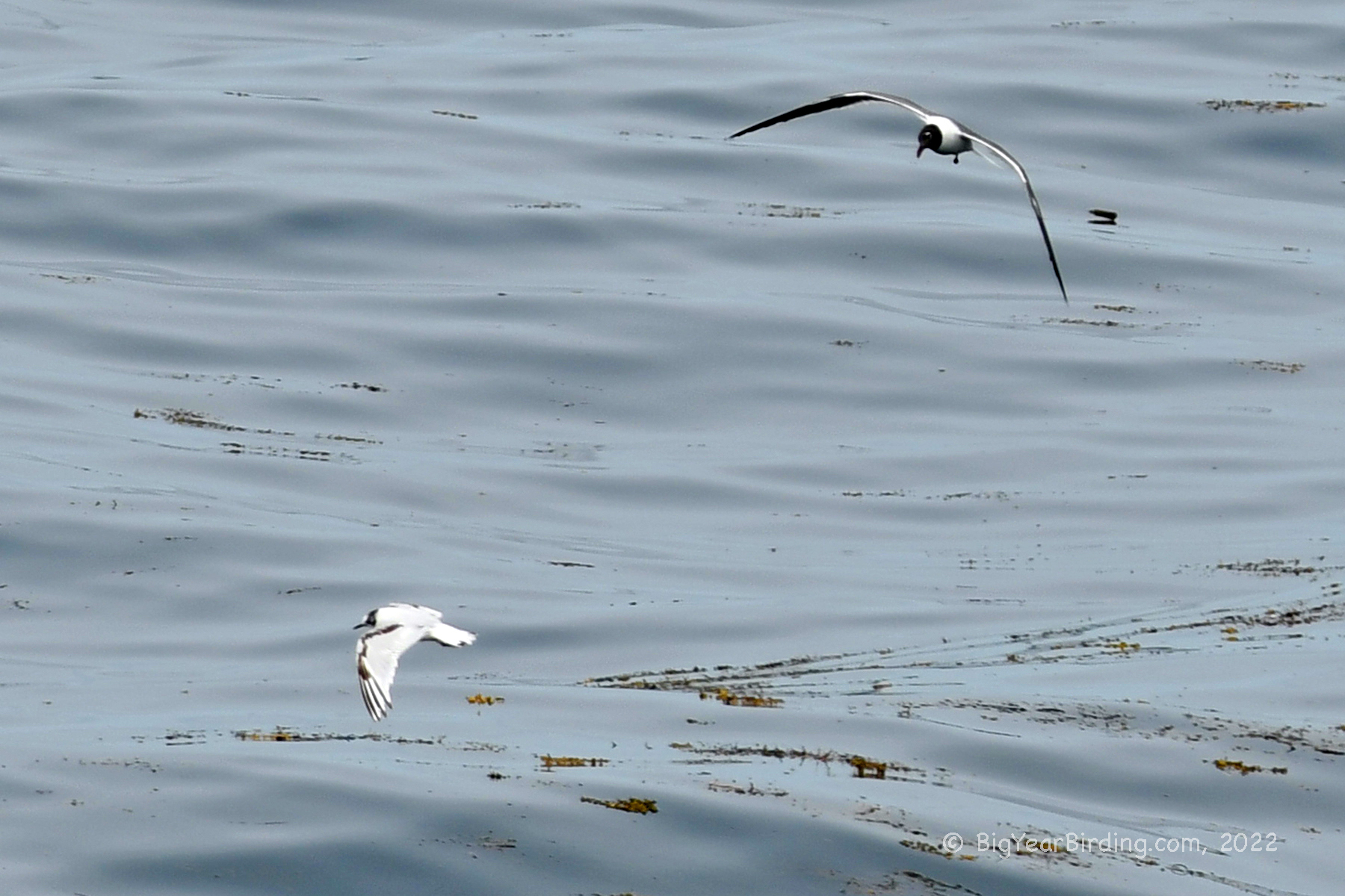 Little Gull - Big Year Birding