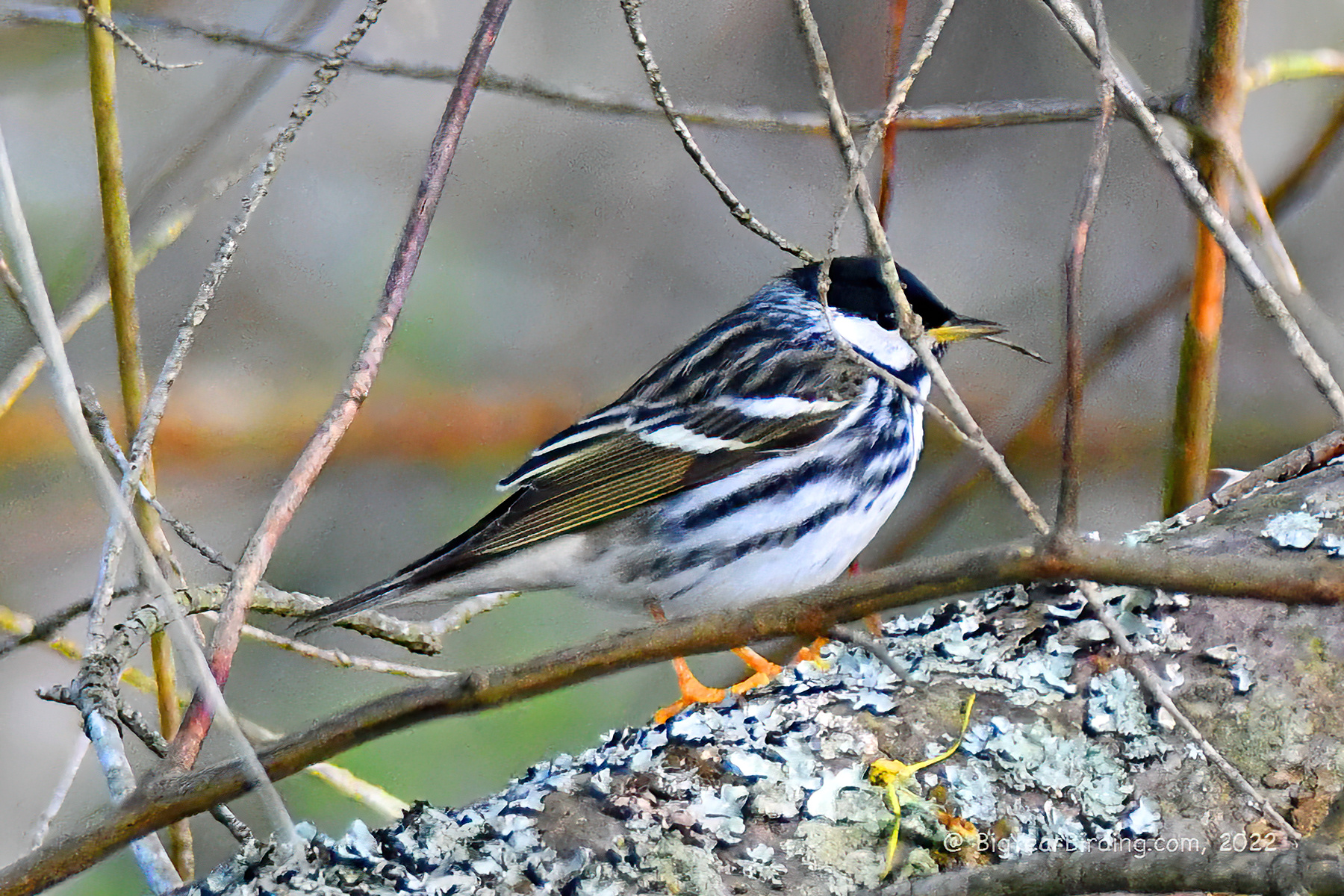 Blackpoll Warbler Fall