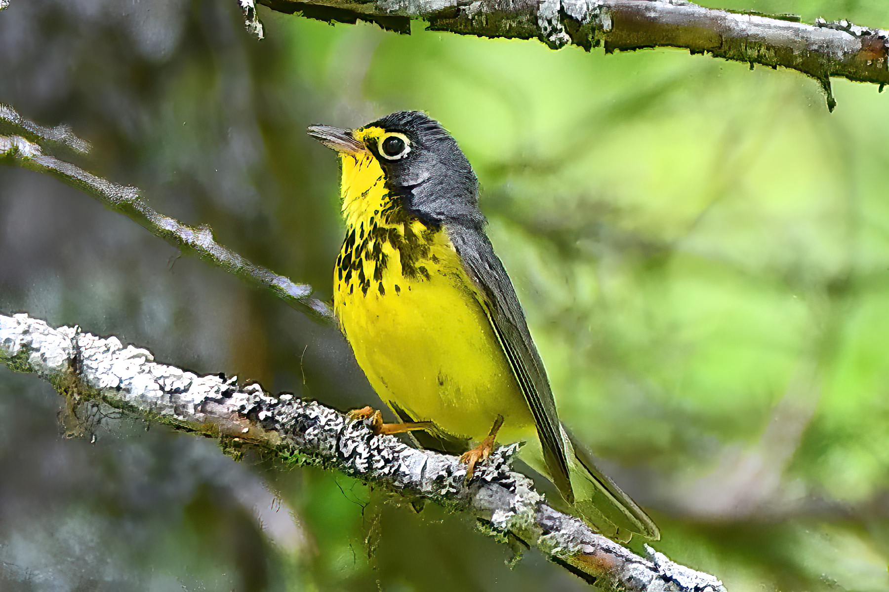 Canada Warbler - Big Year Birding