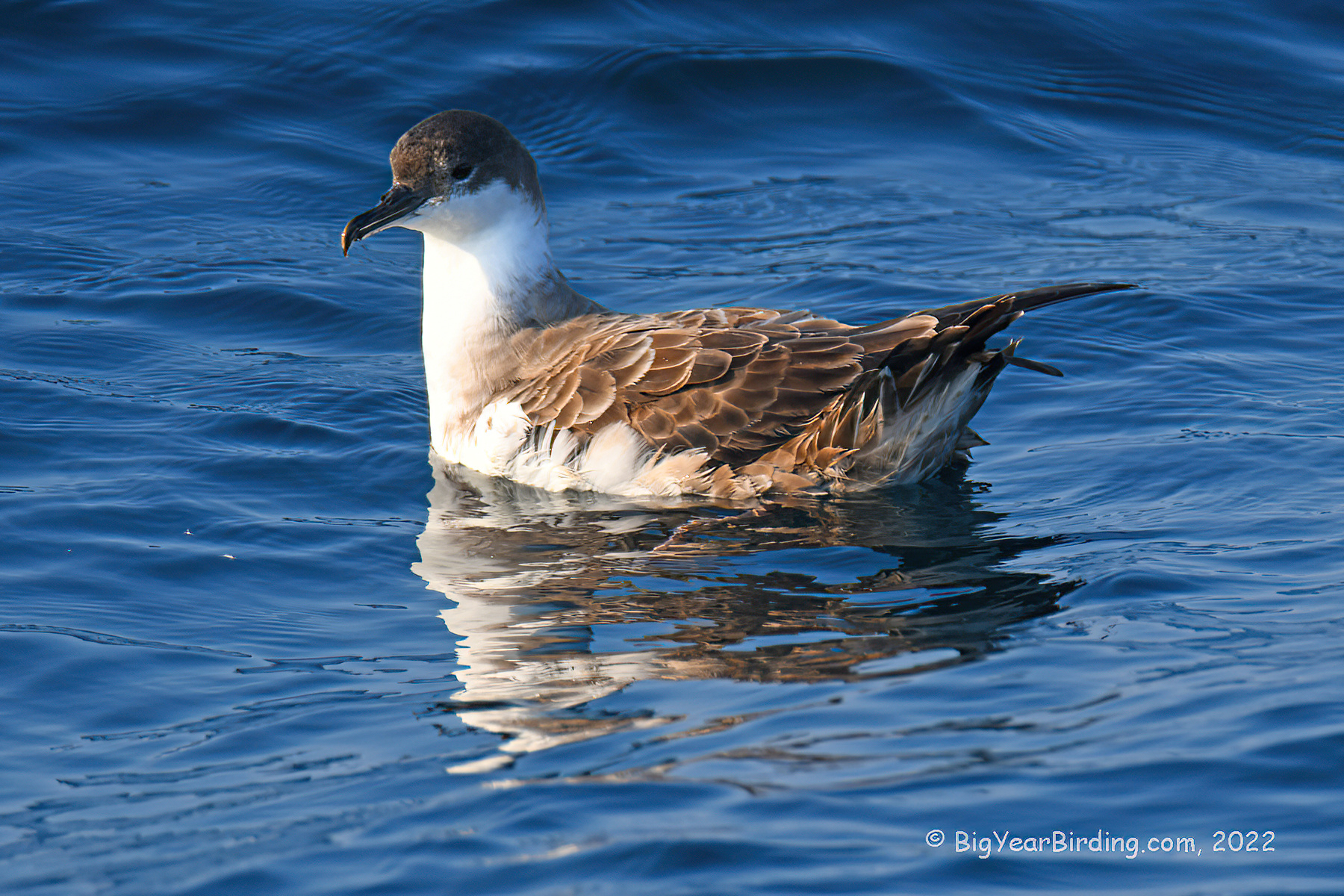 Shearwaters and Storm-Petrels (7) - Big Year Birding