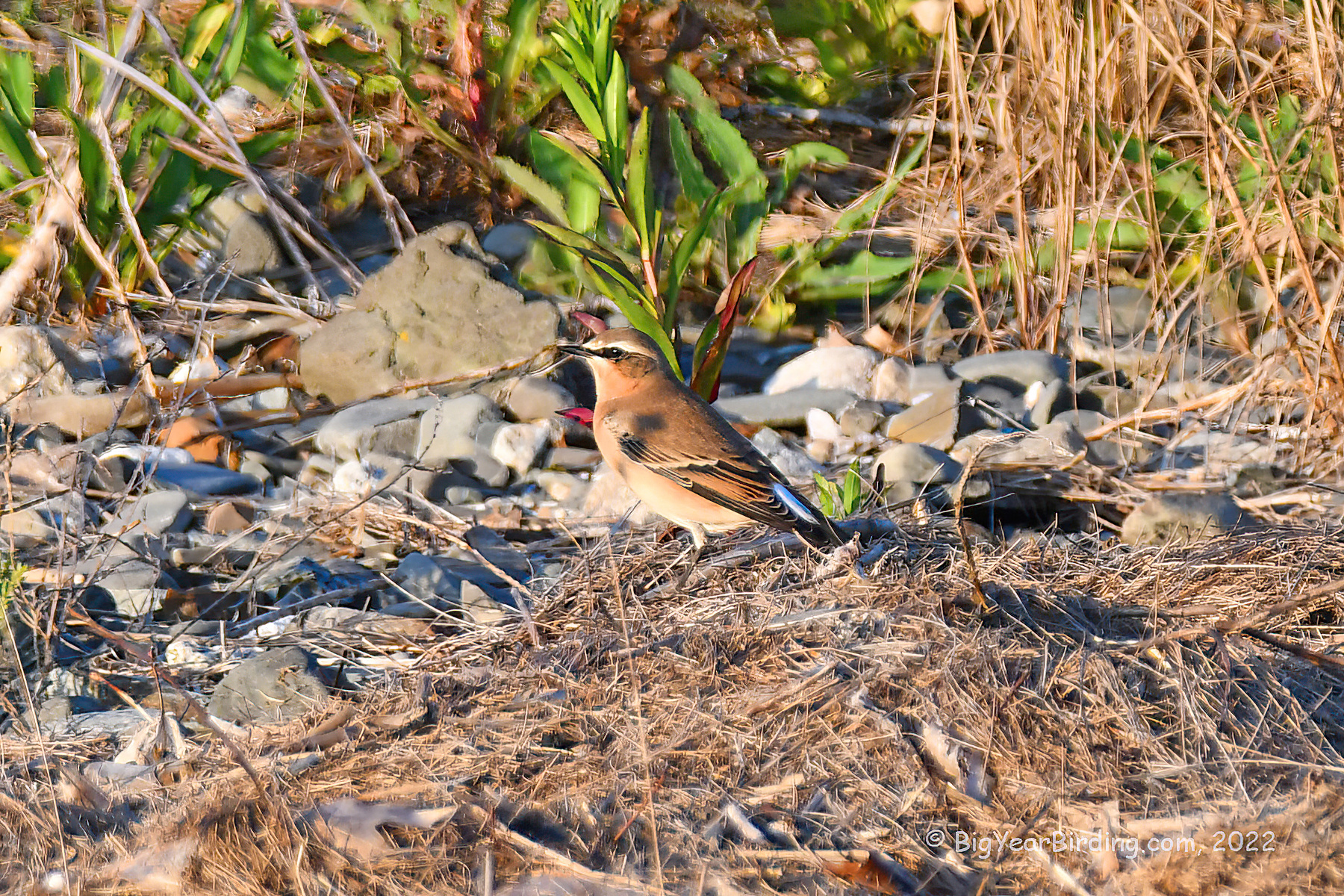 Northern Wheatear - Big Year Birding