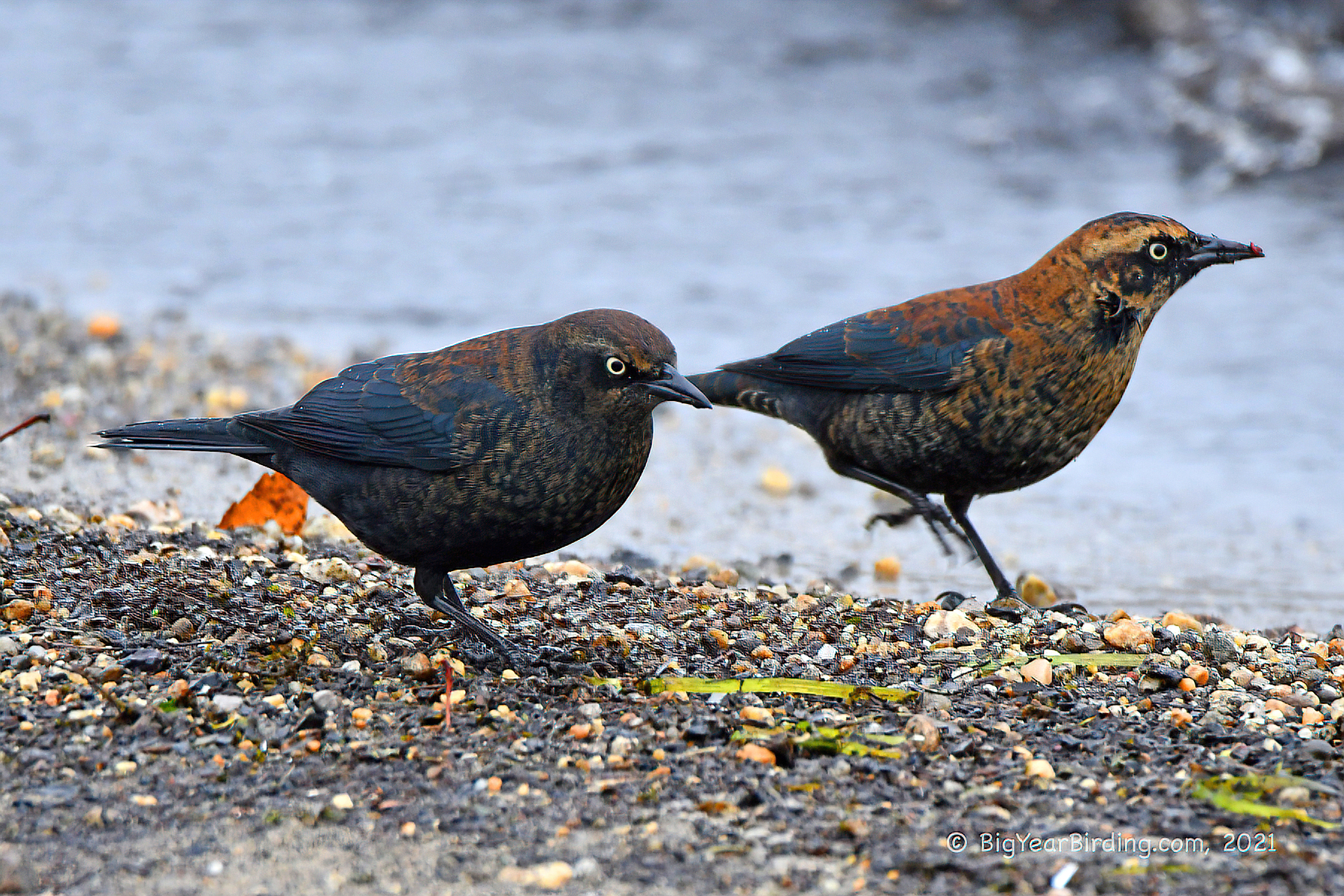 Rusty Blackbird