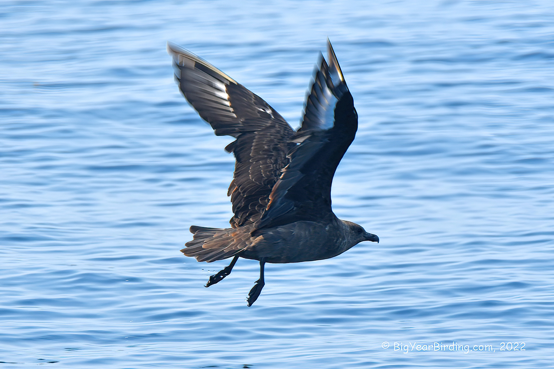 South Polar Skua - Big Year Birding