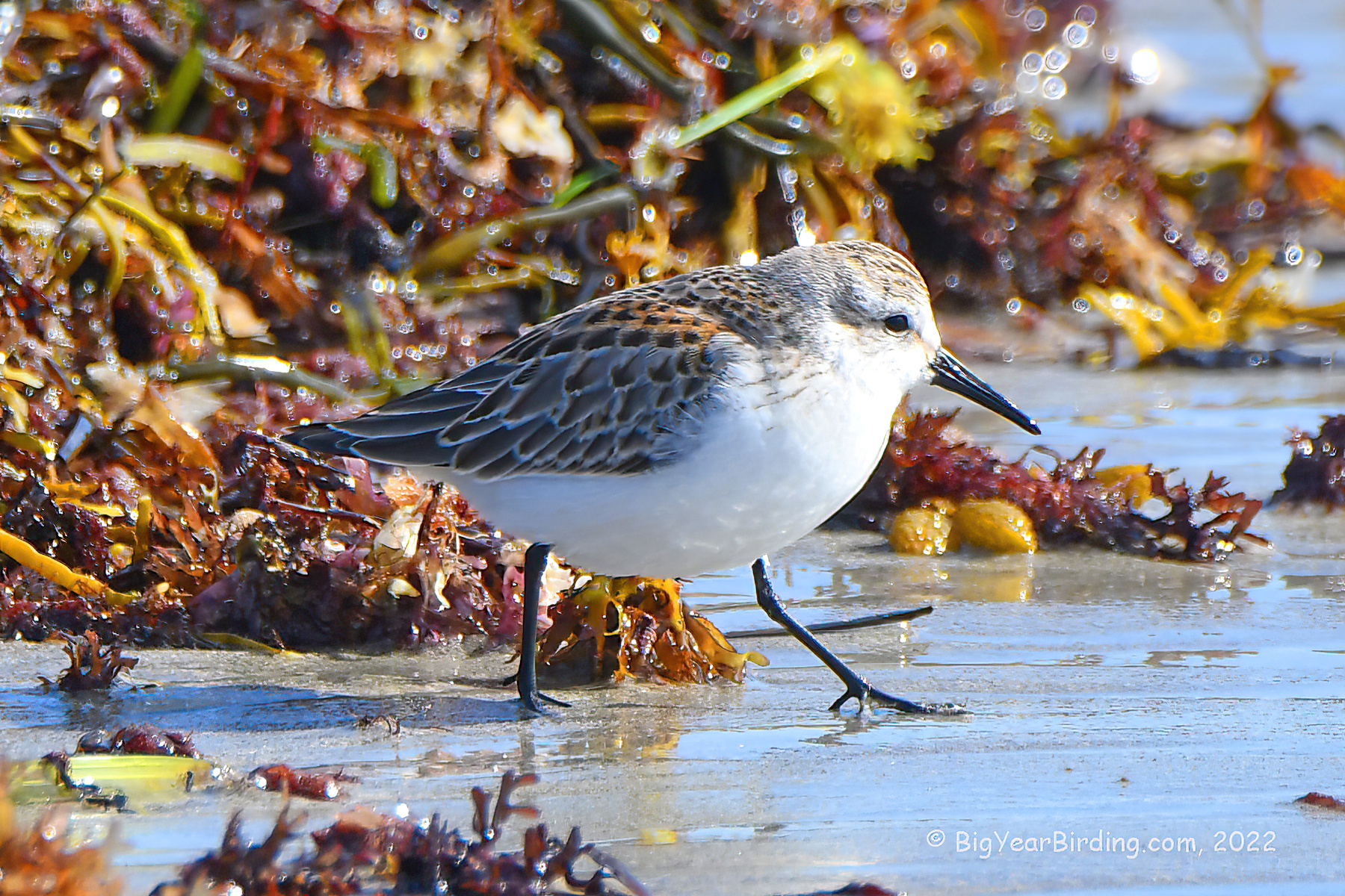 Shorebird Migration - Big Year Birding