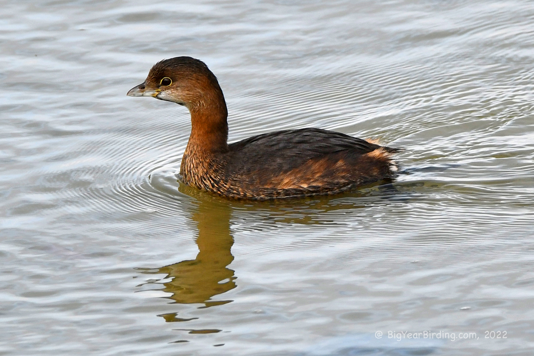 Pied-billed Grebe - Big Year Birding