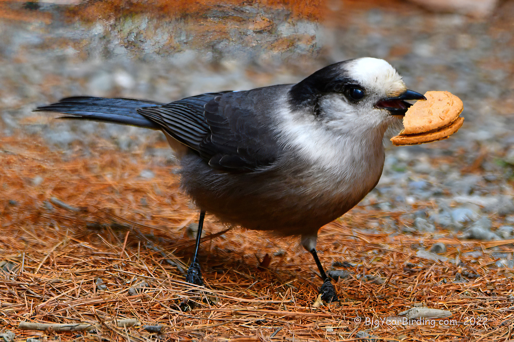 Canada Jay - the Clown of the Boreal Forest - Big Year Birding
