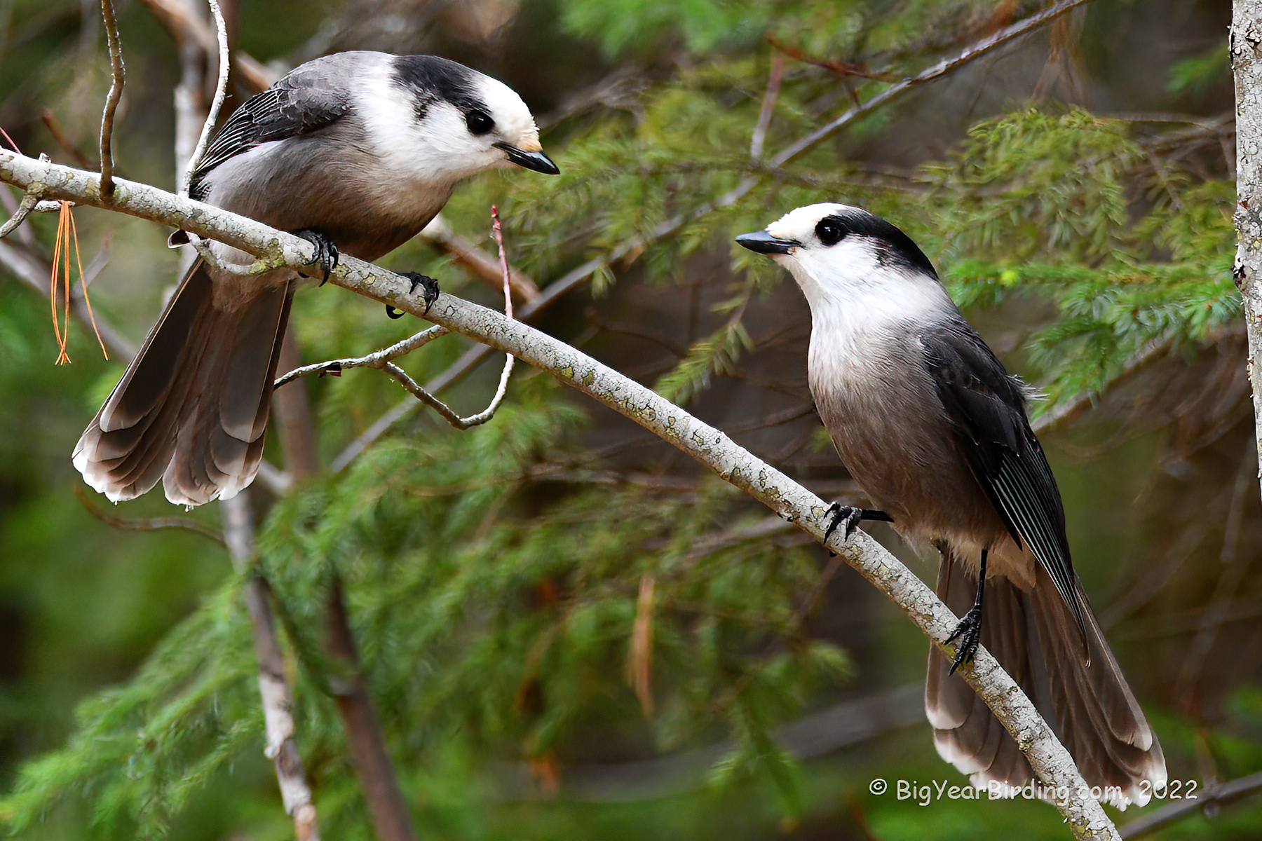 Canada Jay - the Clown of the Boreal Forest - Big Year Birding