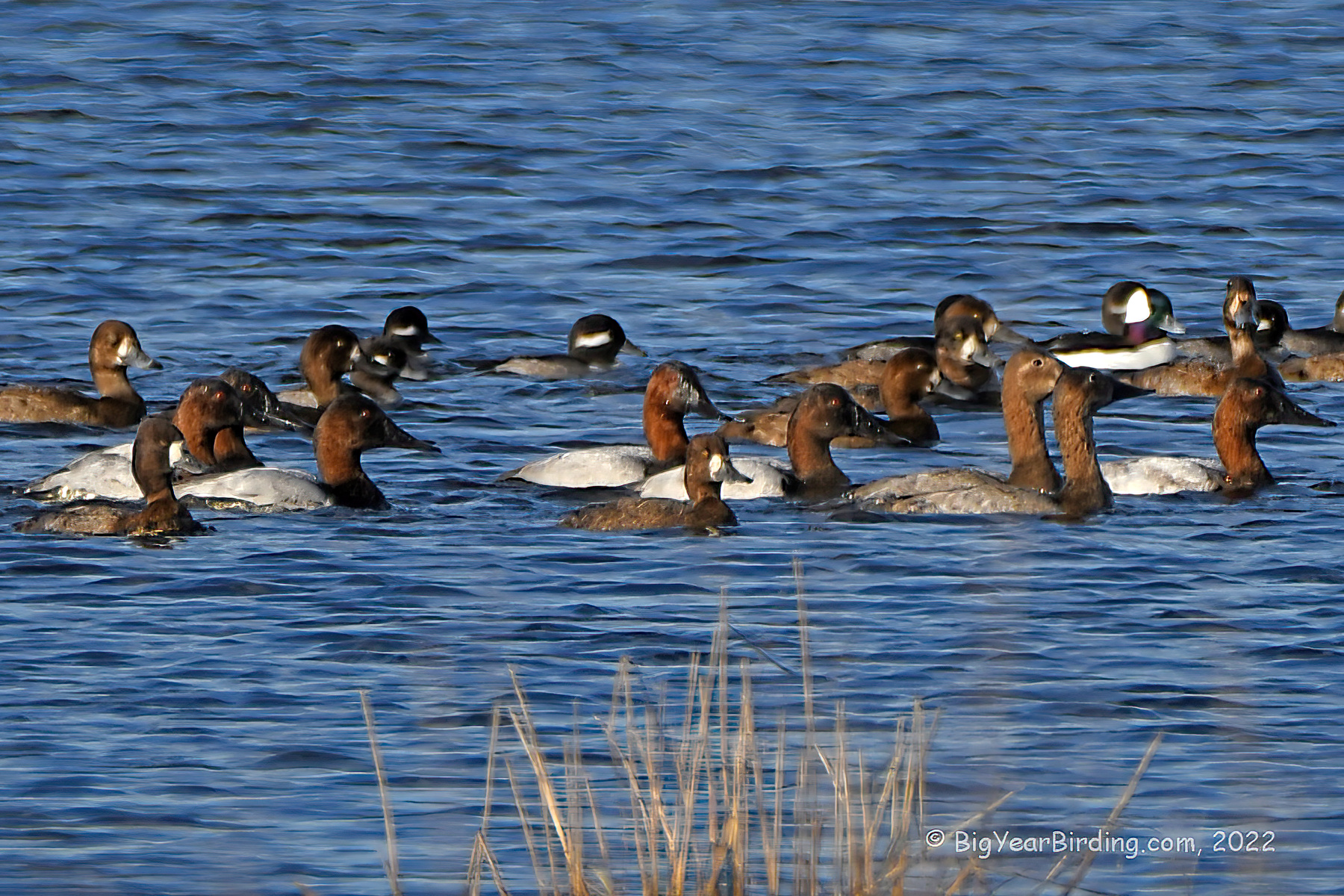 Canvasbacks and Friends - Big Year Birding