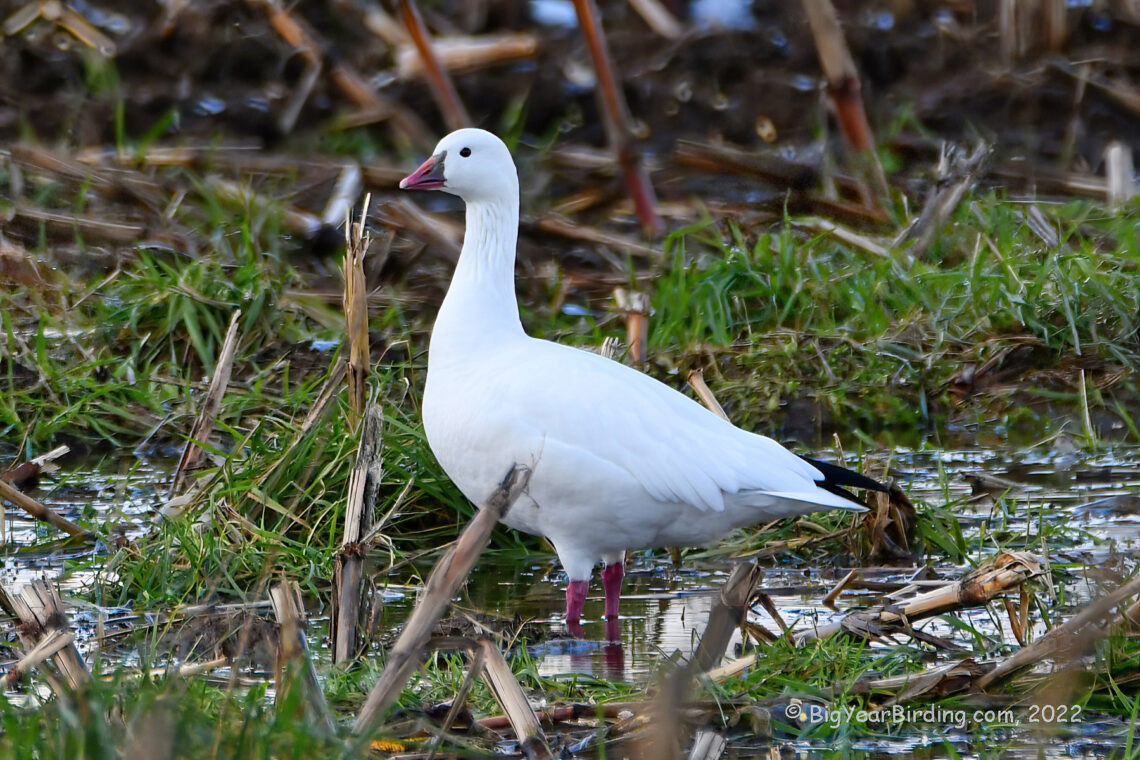 Ross's Goose - Big Year Birding