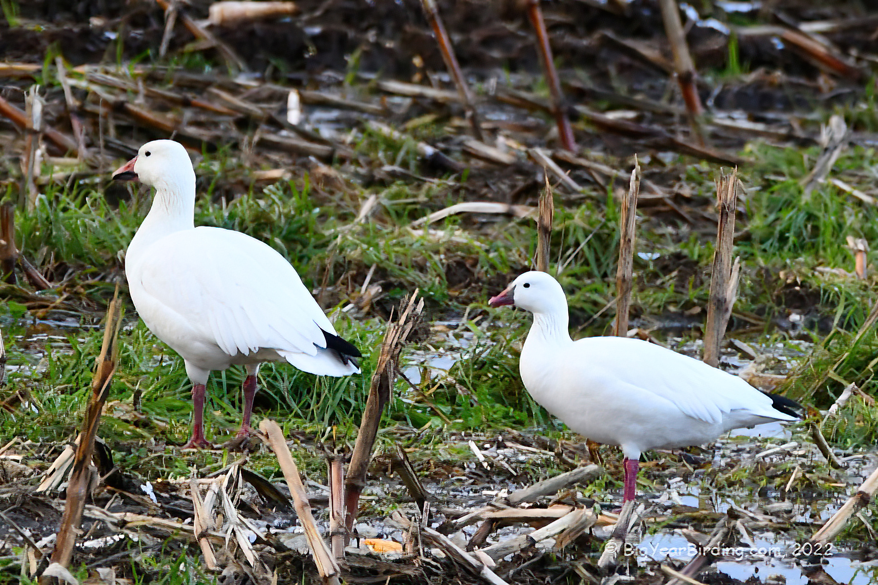 Ross's Goose - Big Year Birding