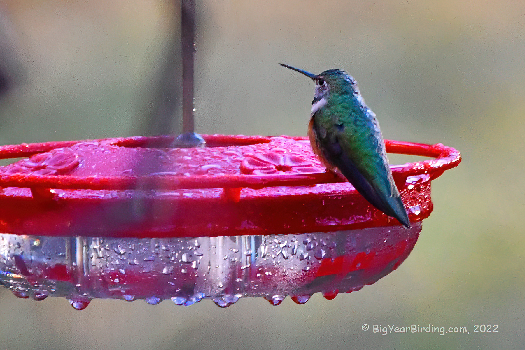 Broad-tailed Hummingbird in Maine - Big Year Birding