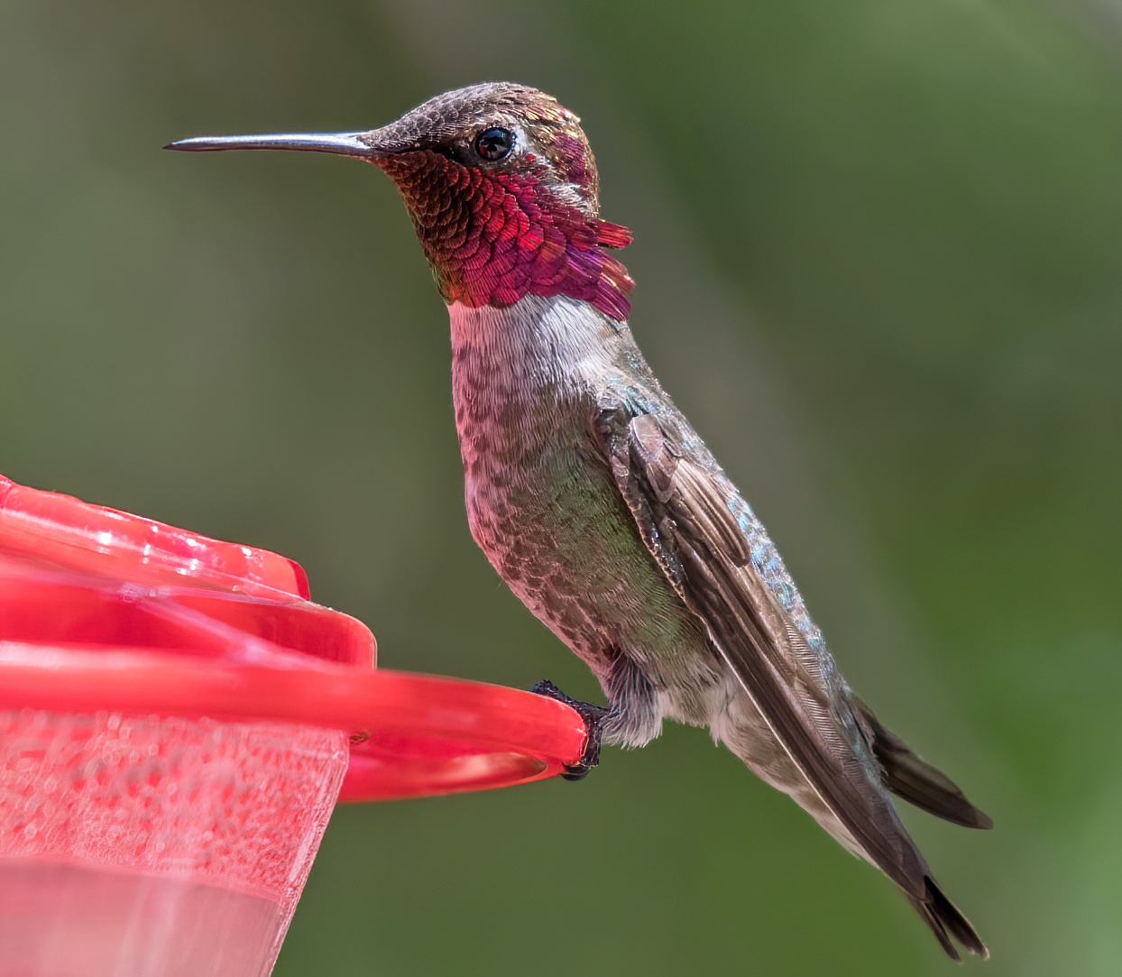 Hummingbirds (13) - Big Year Birding