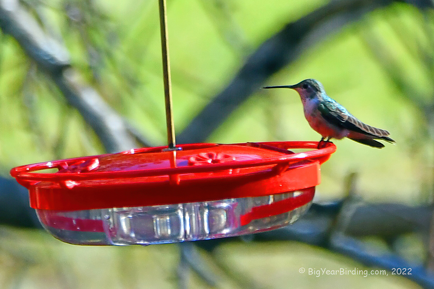 Broad-tailed Hummingbird in Maine - Big Year Birding