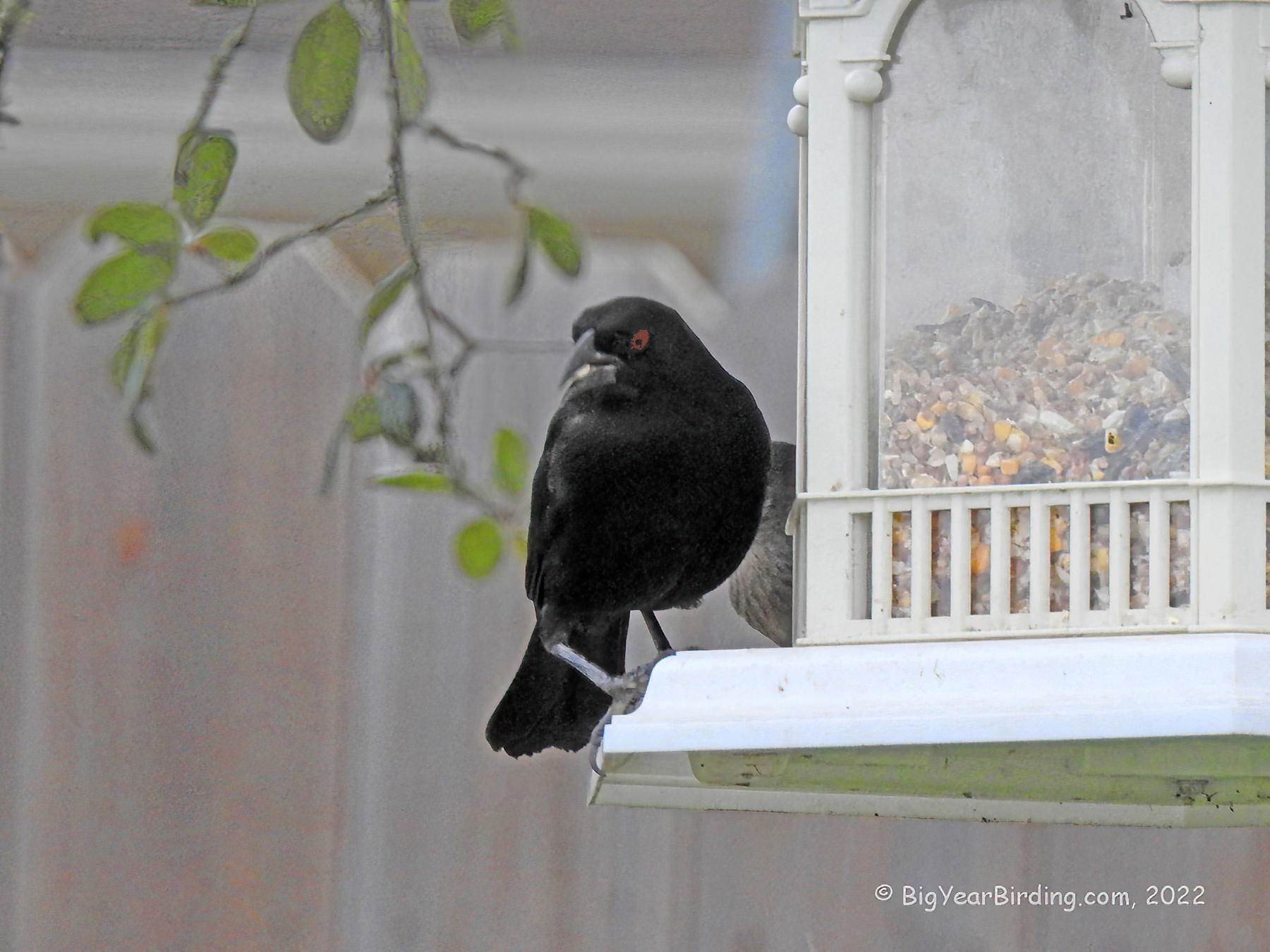 Bronzed Cowbird - Big Year Birding