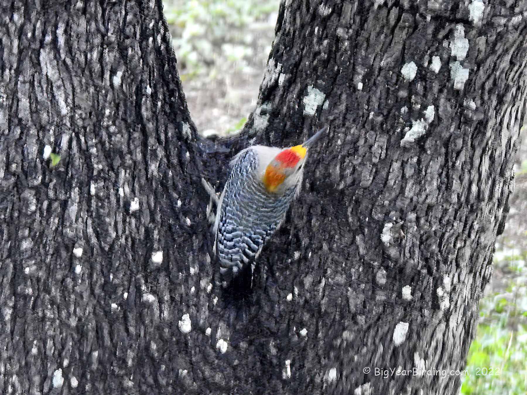 Golden-fronted Woodpecker - Big Year Birding