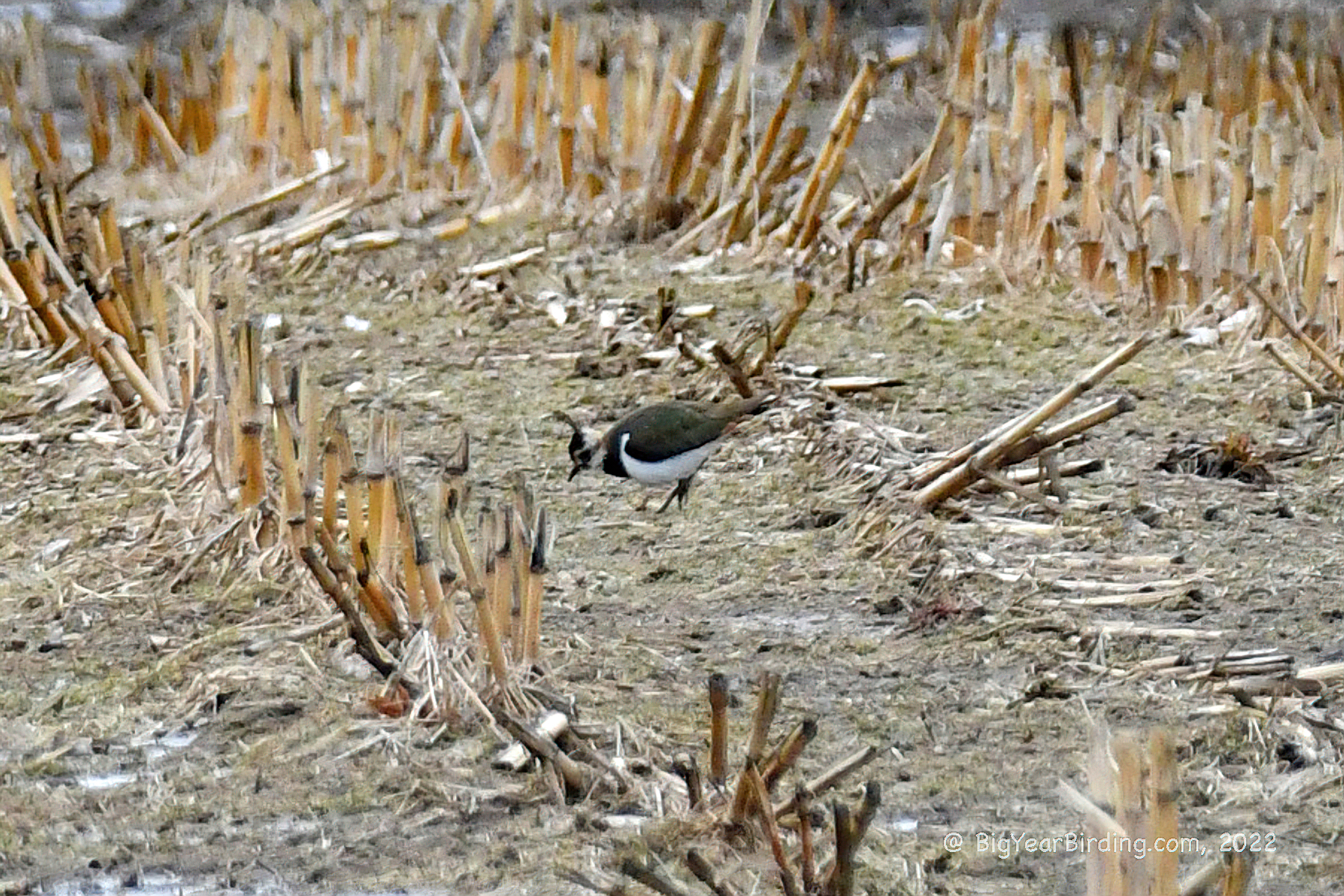 Northern Lapwing - Big Year Birding