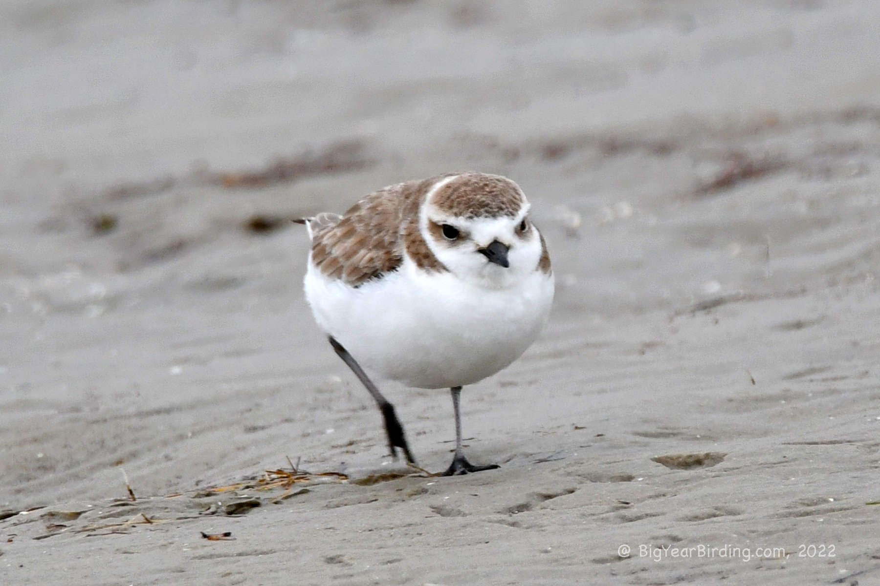 Snowy Plover - Big Year Birding