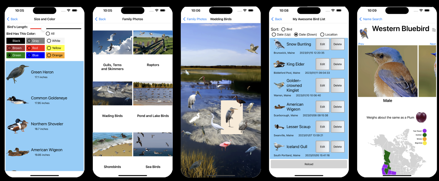 Bird Field Guide for Kids - Big Year Birding