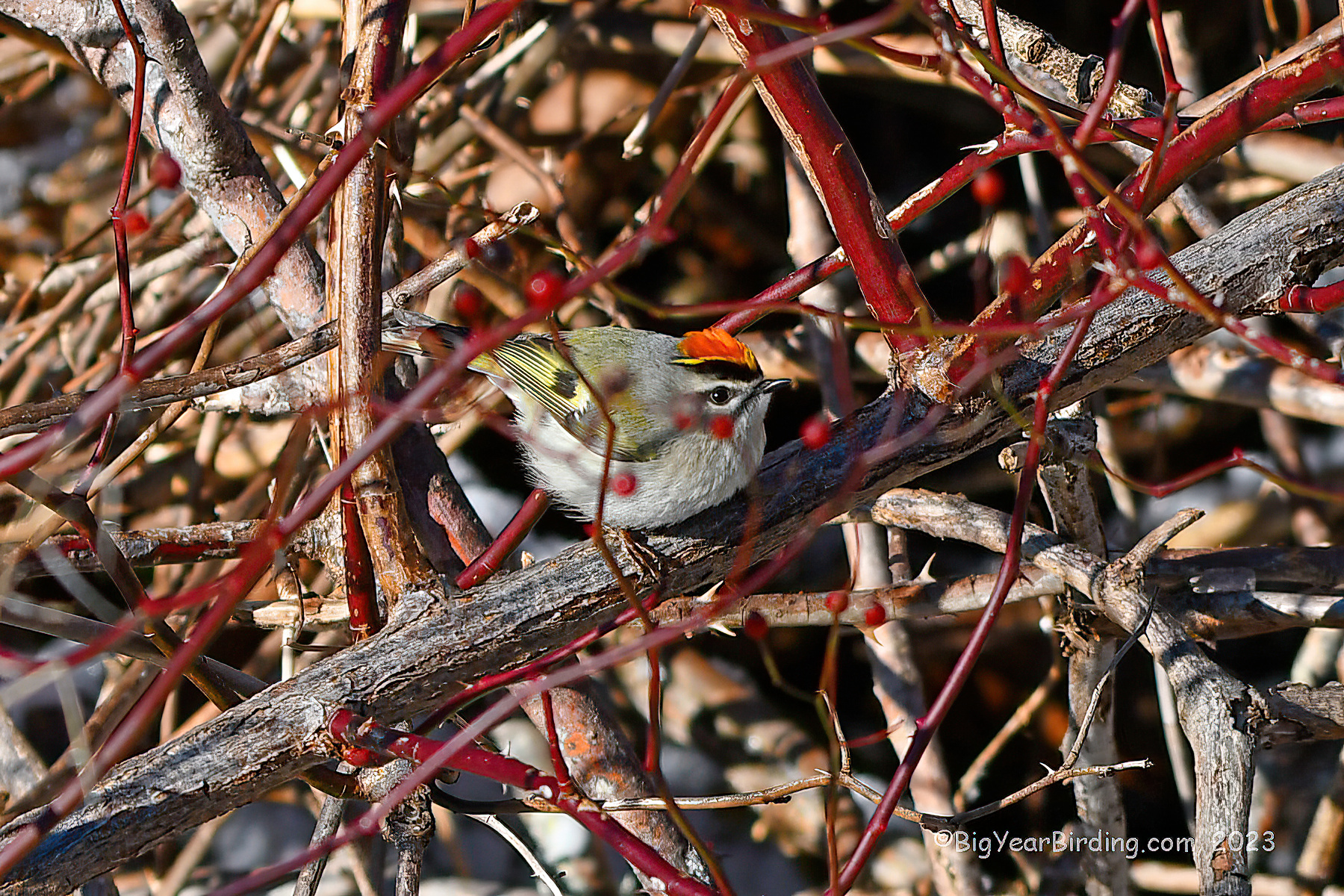 Golden-crowned Kinglet - Big Year Birding