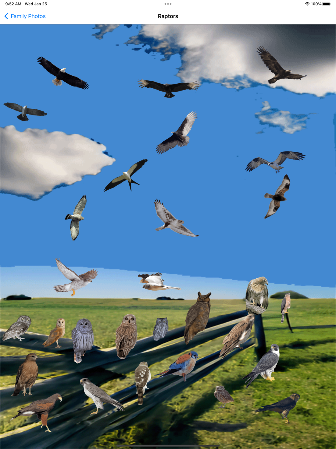 Bird Field Guide for Kids - Big Year Birding