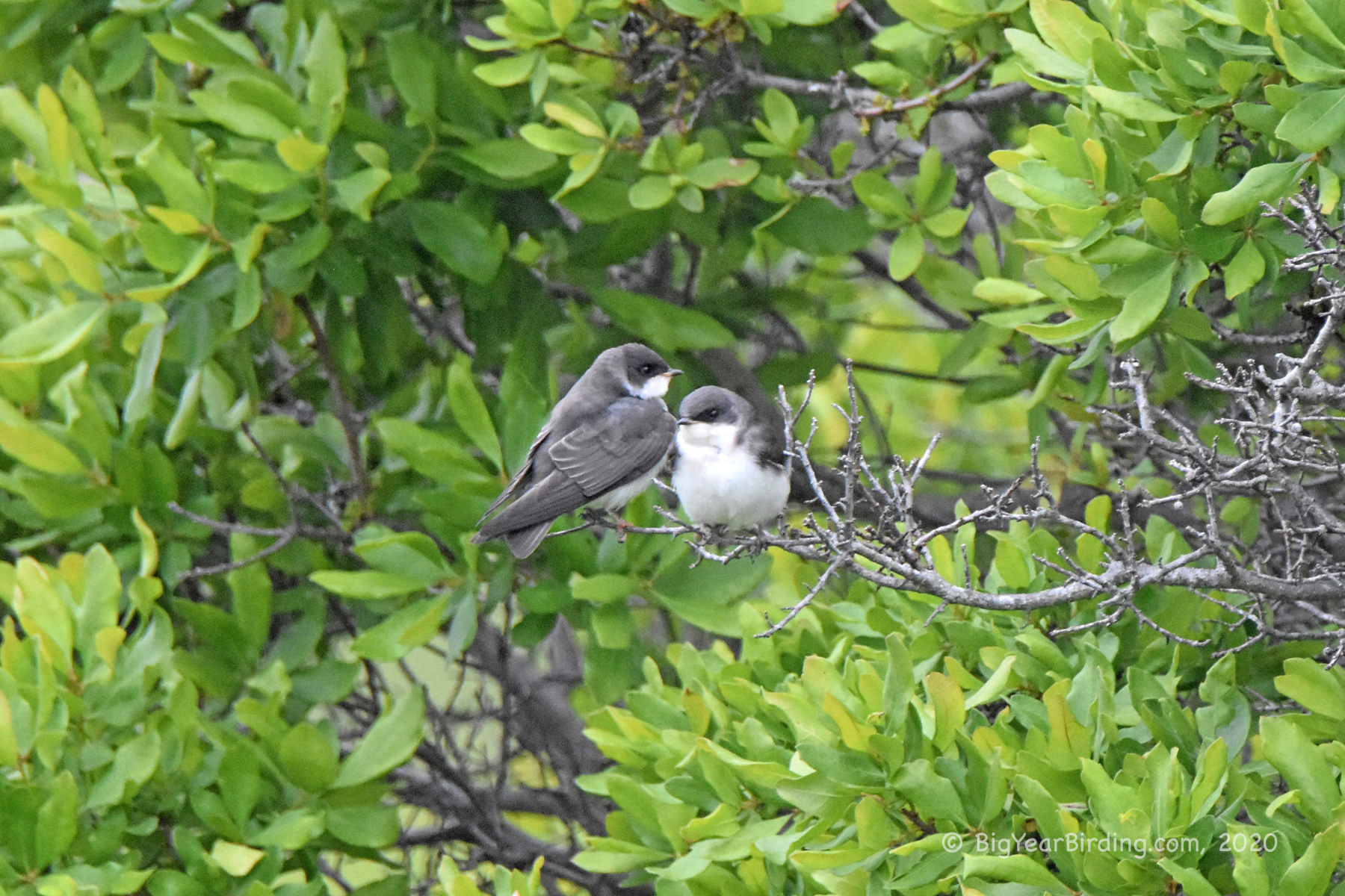 Tree Swallow - Big Year Birding