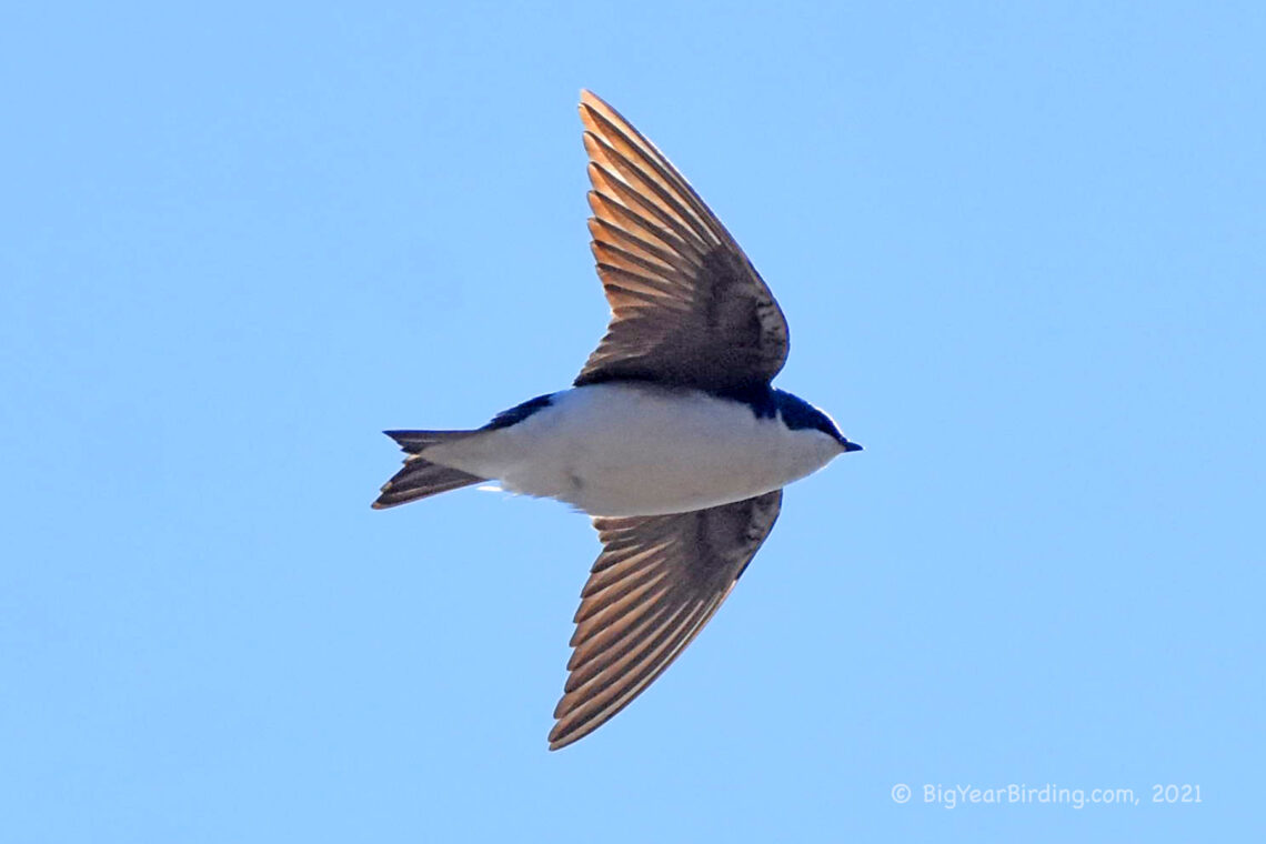 Tree Swallow - Big Year Birding