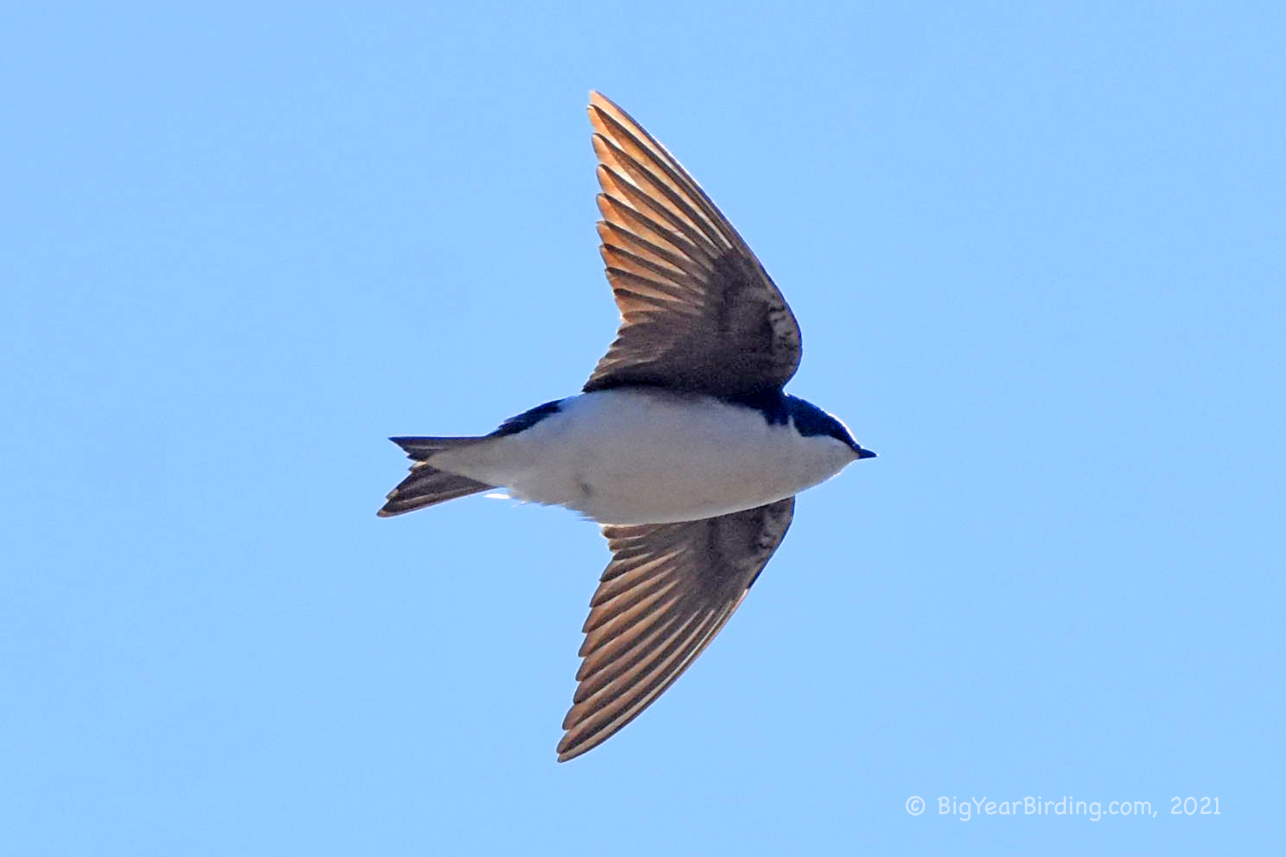 Tree Swallow - Big Year Birding