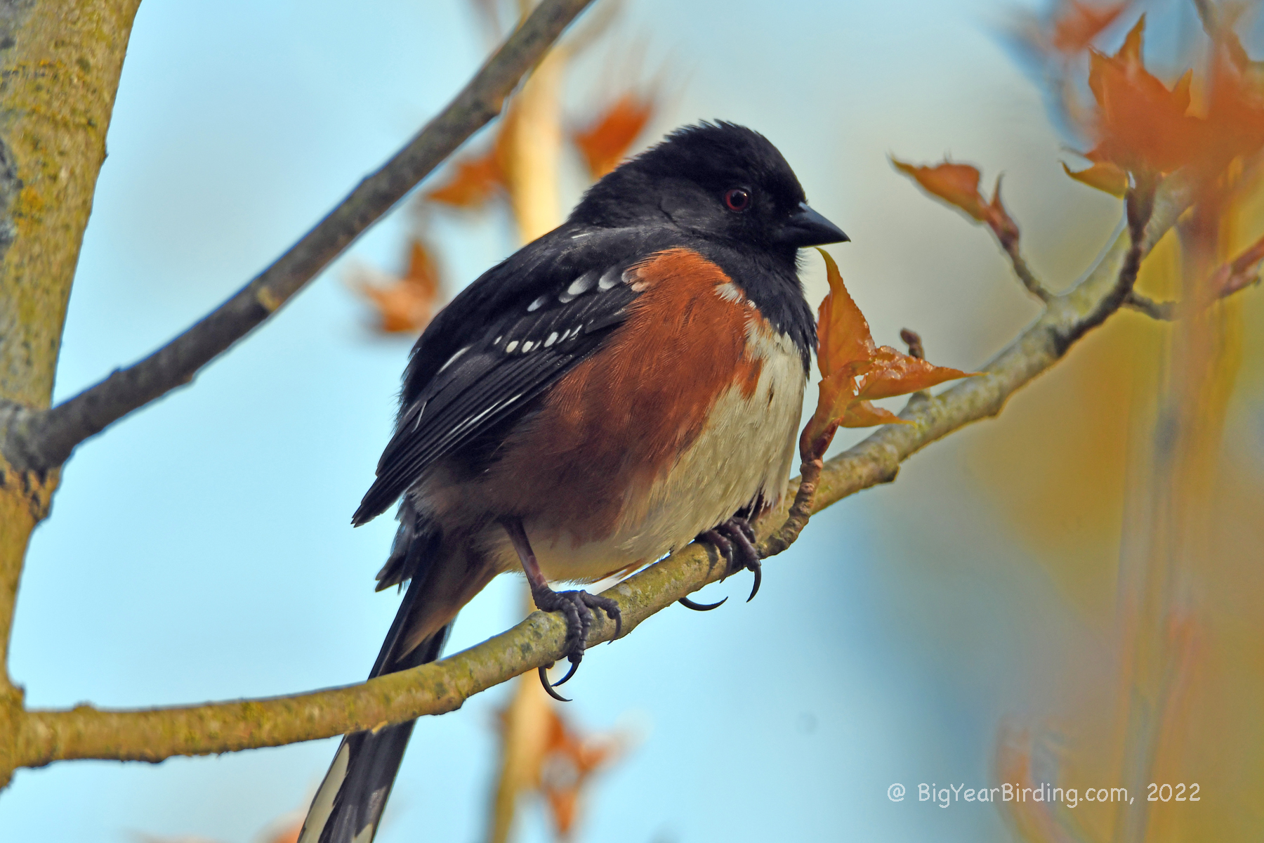 Towhees (4) - Big Year Birding