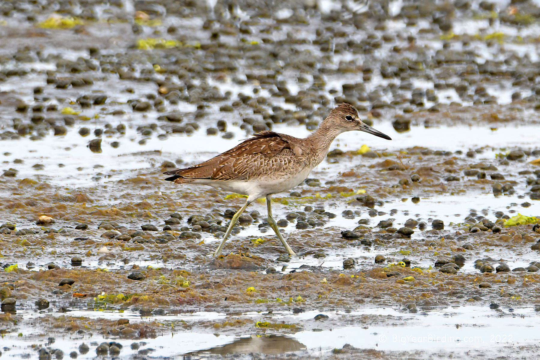 Willet - Big Year Birding