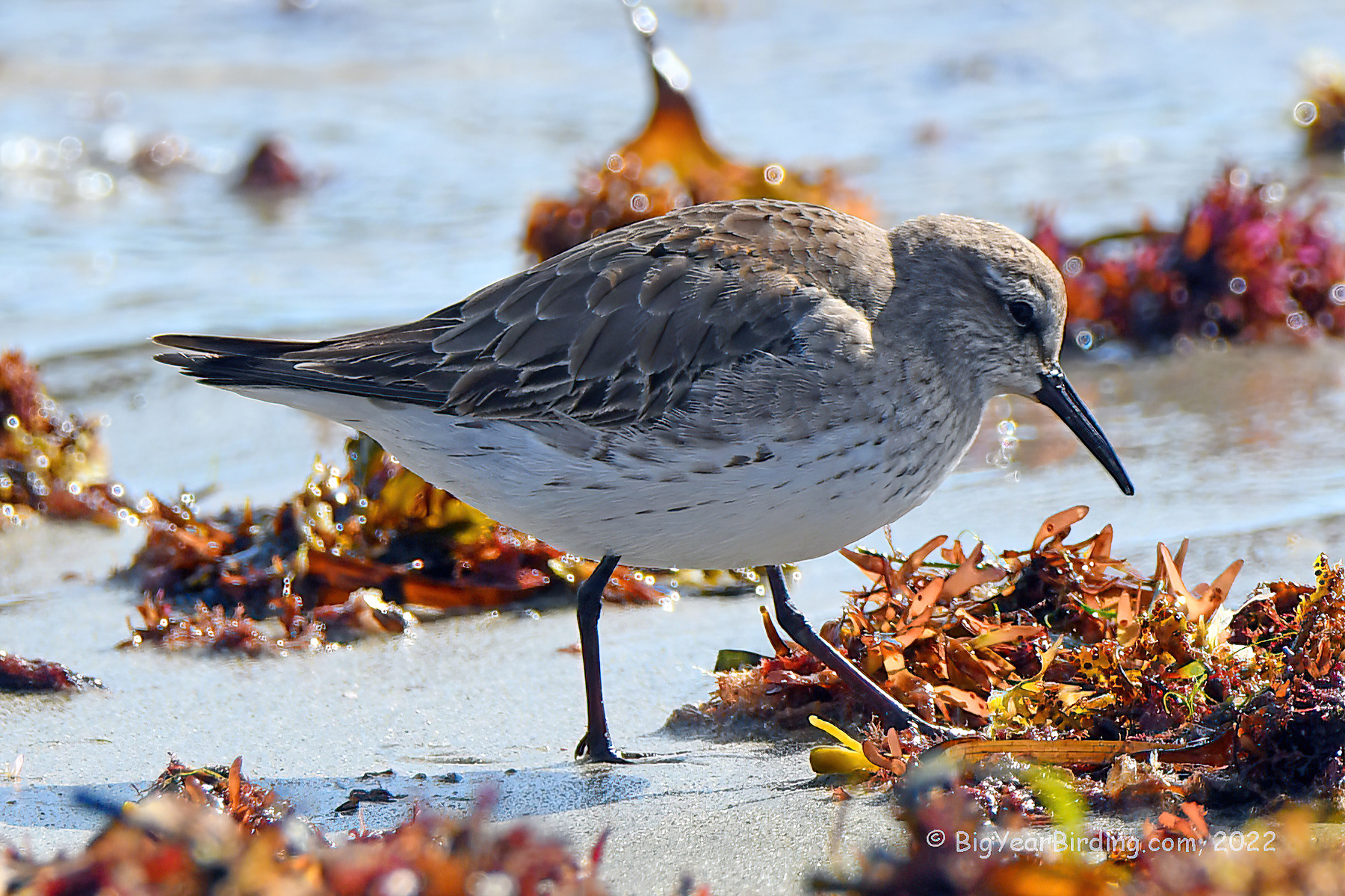 White-rumped Sandpiper - Big Year Birding