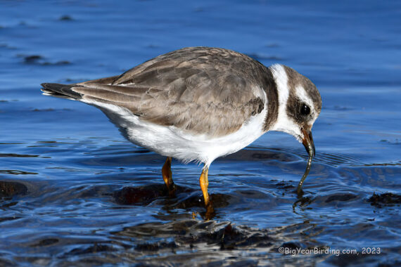 Common Ringed Plover - Big Year Birding