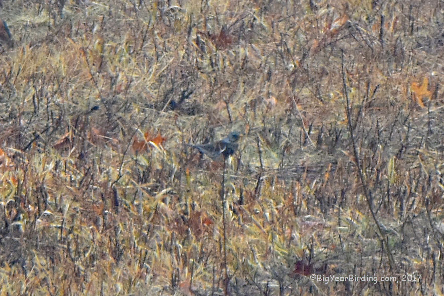 Fieldfare - Big Year Birding