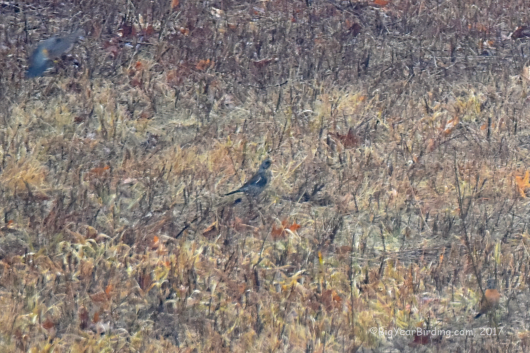 Fieldfare - Big Year Birding