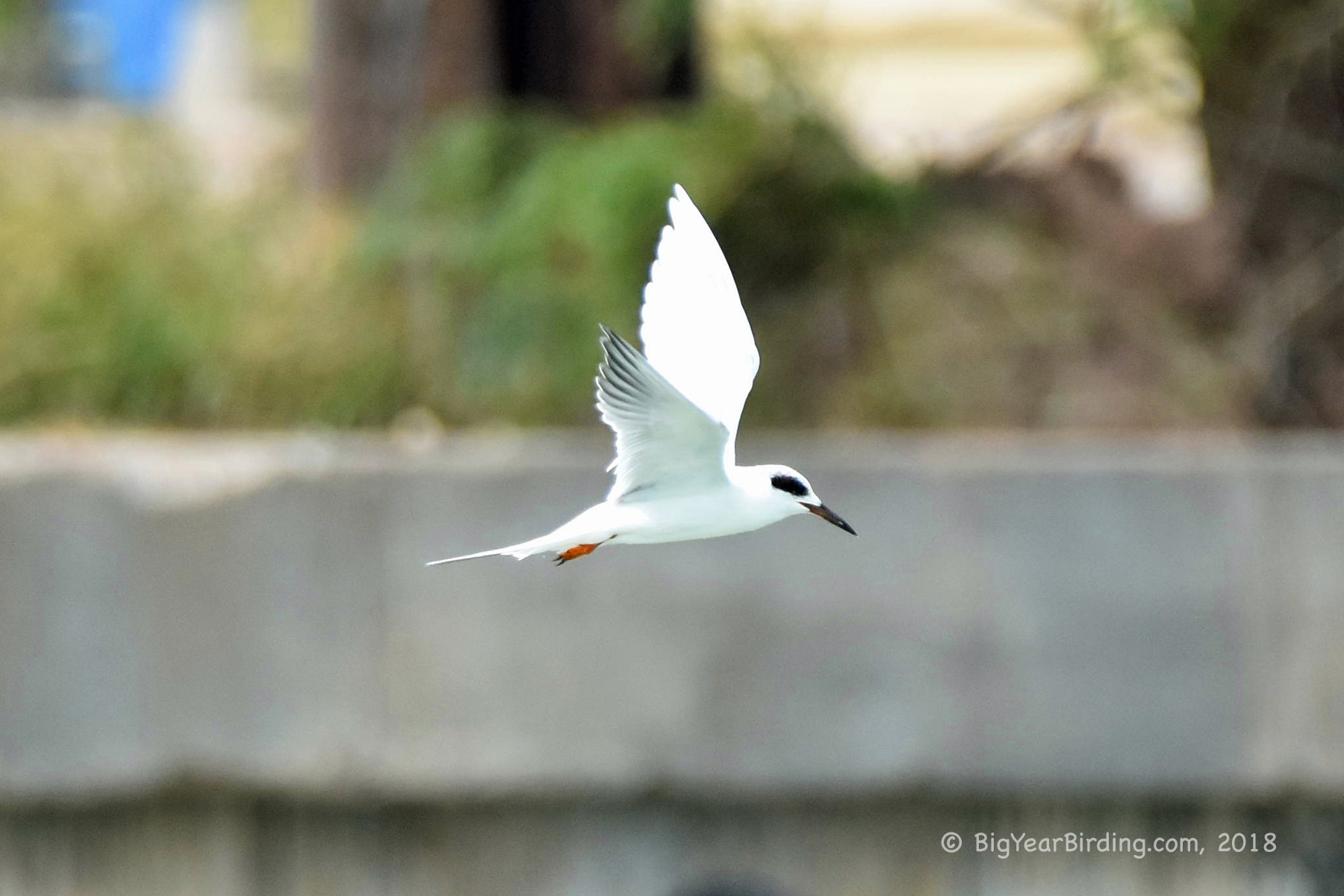 Forster's tern - Big Year Birding