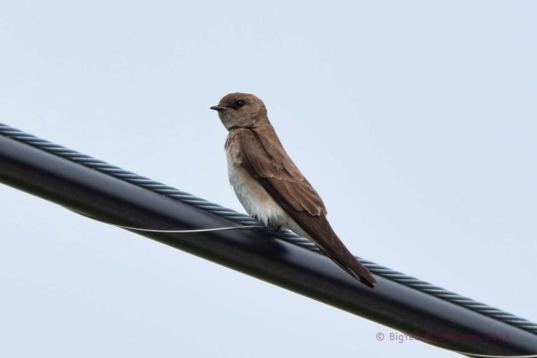 Northern Rough-winged Swallow - Big Year Birding
