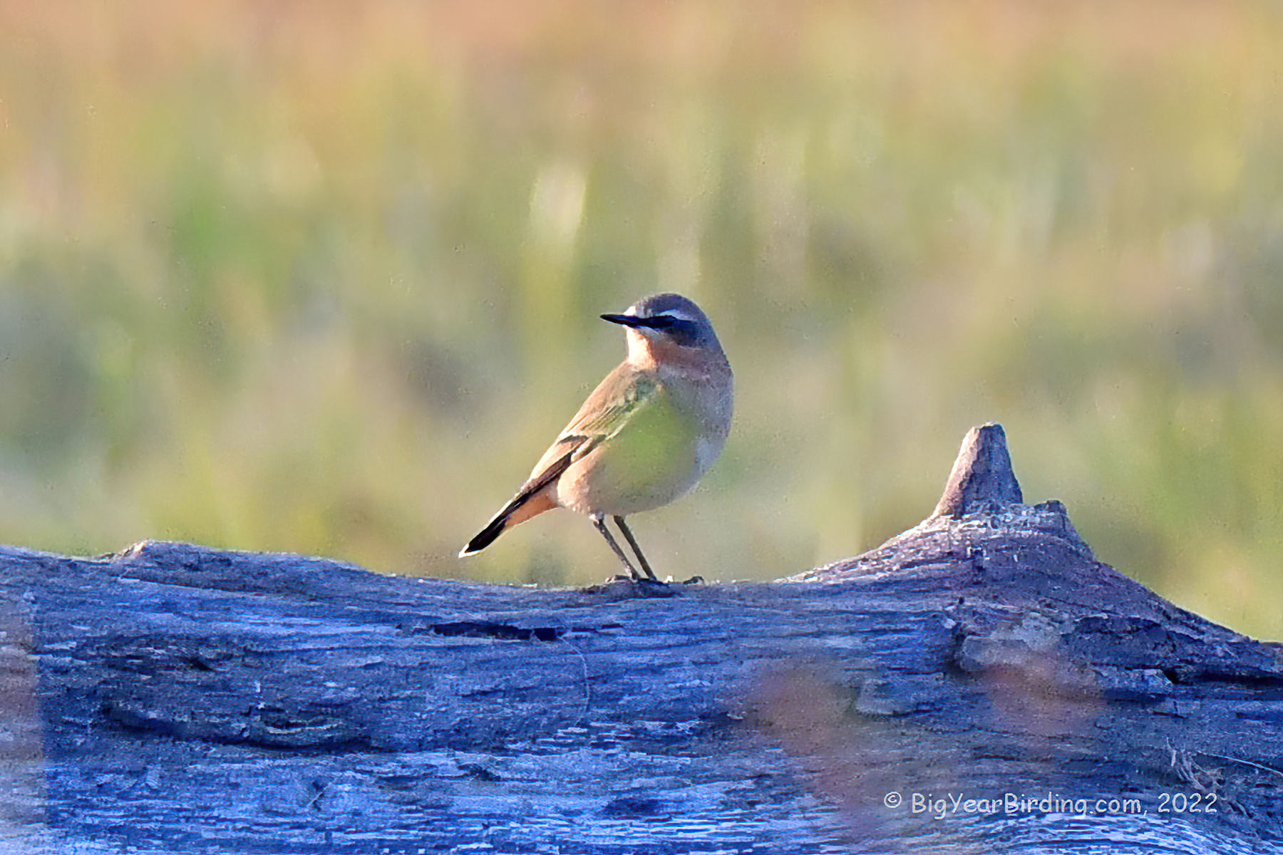 Northern Wheatear - Big Year Birding