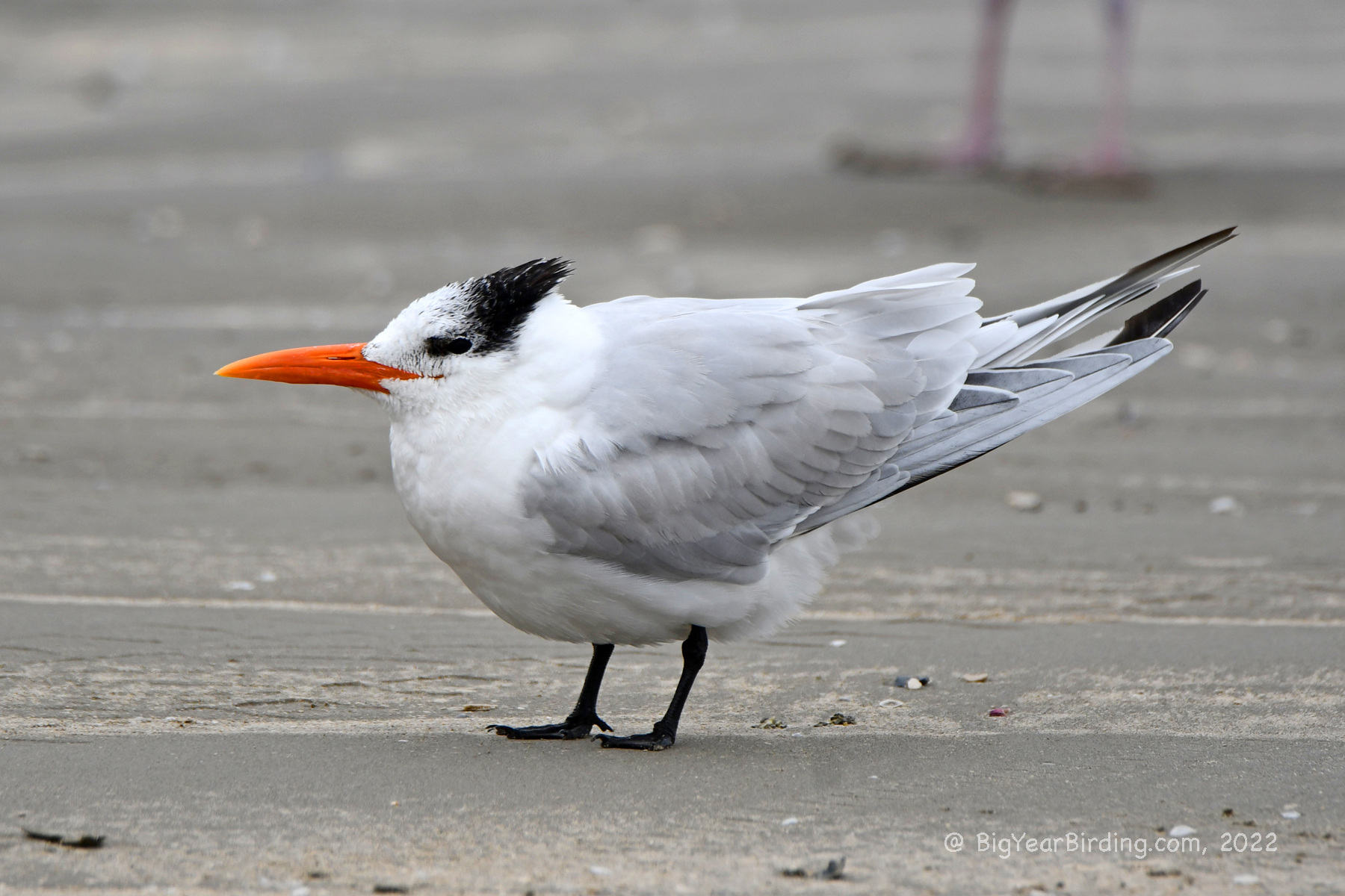 Royal Tern - Big Year Birding