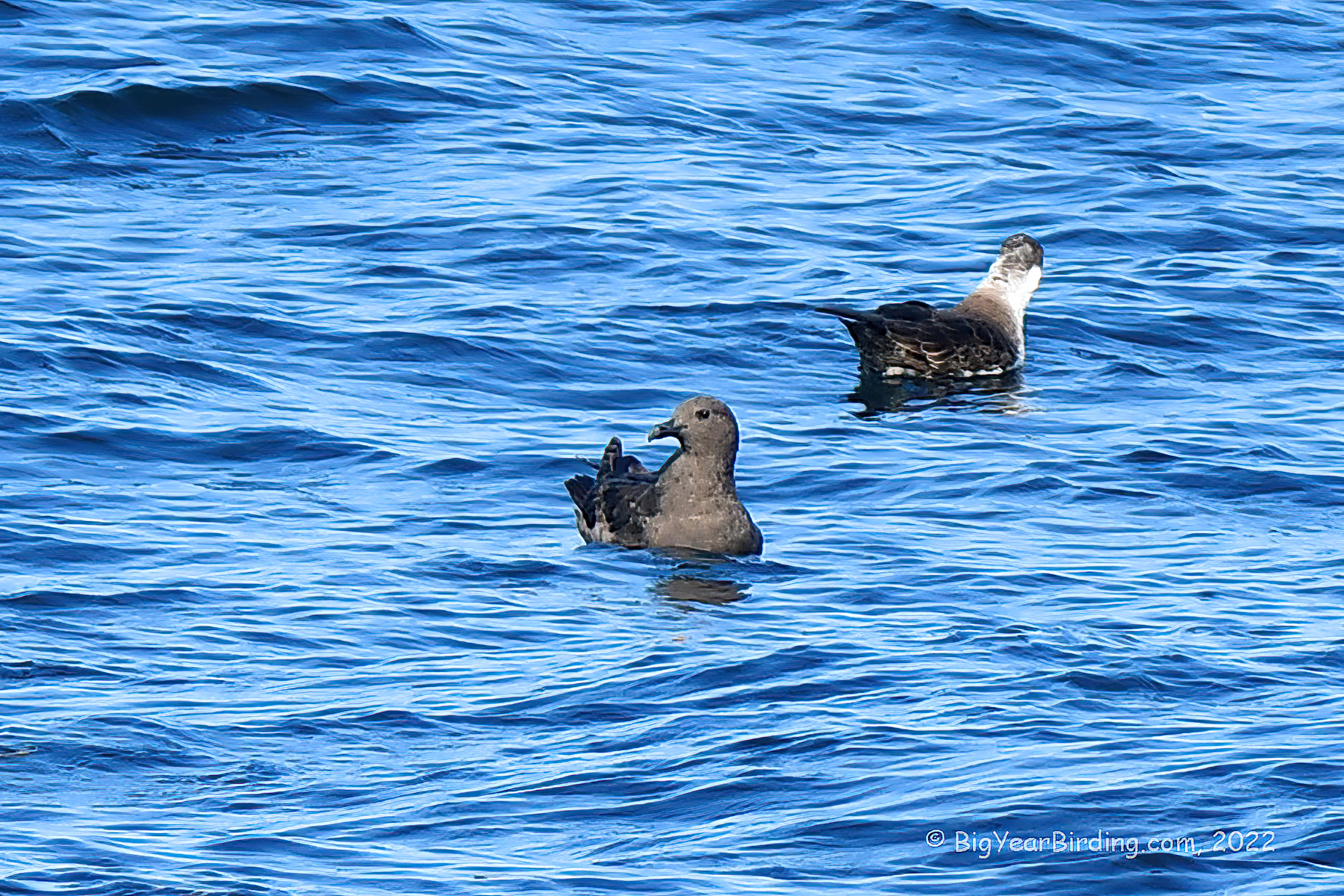 South Polar Skua - Big Year Birding
