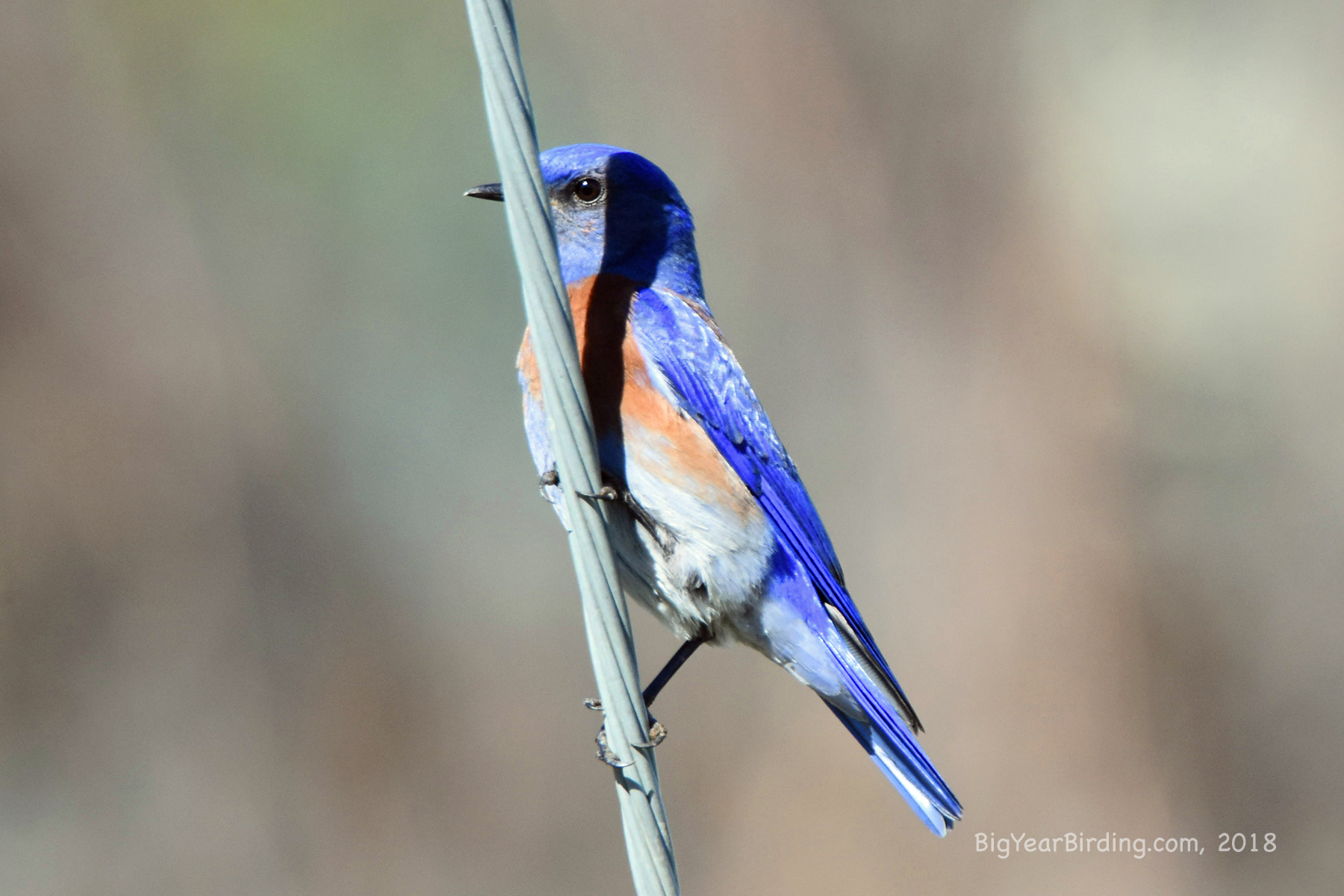 Western Bluebird - Big Year Birding
