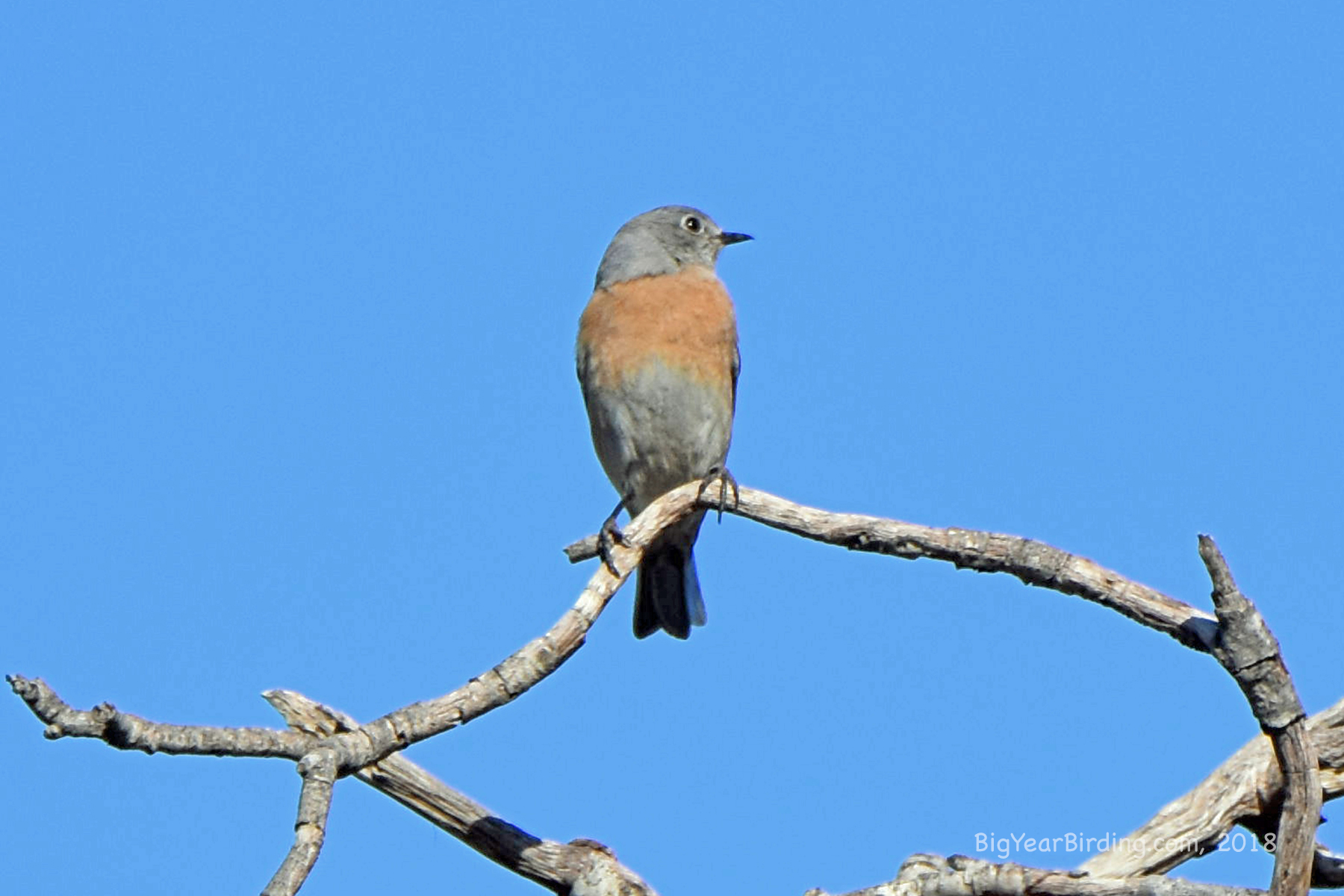 Western Bluebird - Big Year Birding