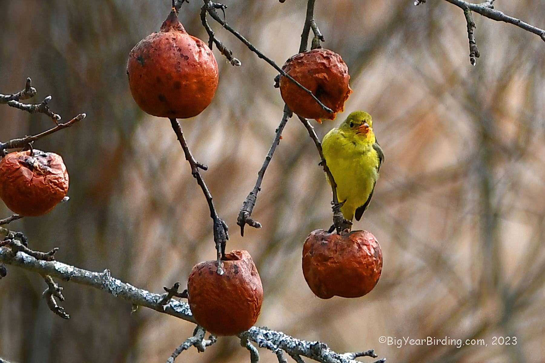 Western Tanager - Big Year Birding