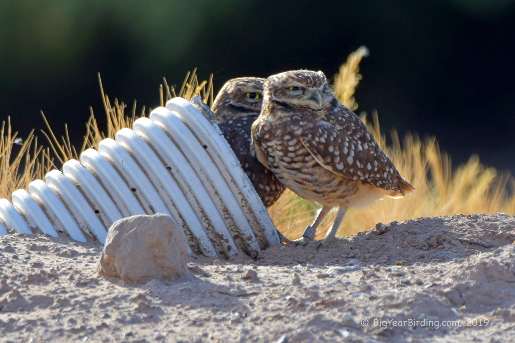Burrowing Owl - Big Year Birding