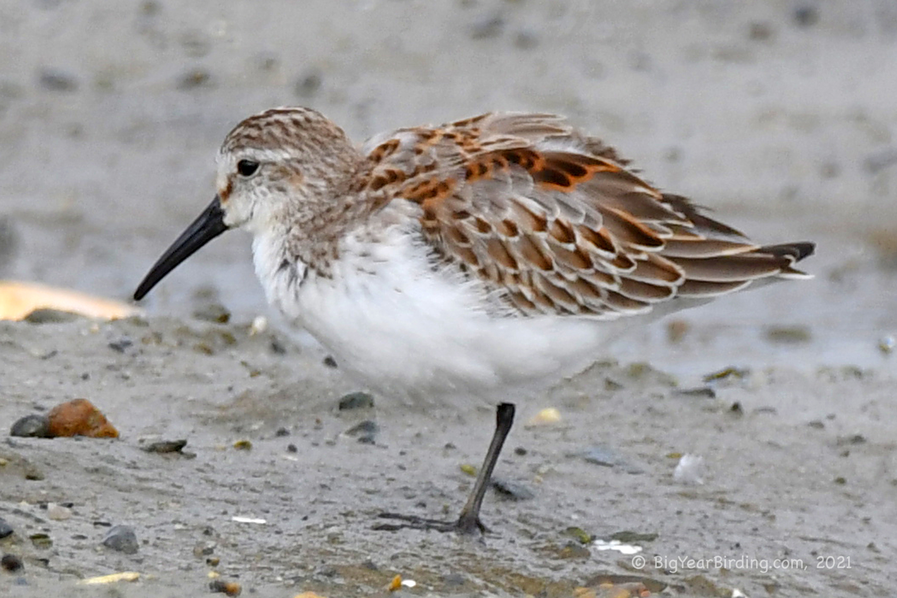 Western Sandpiper - Big Year Birding