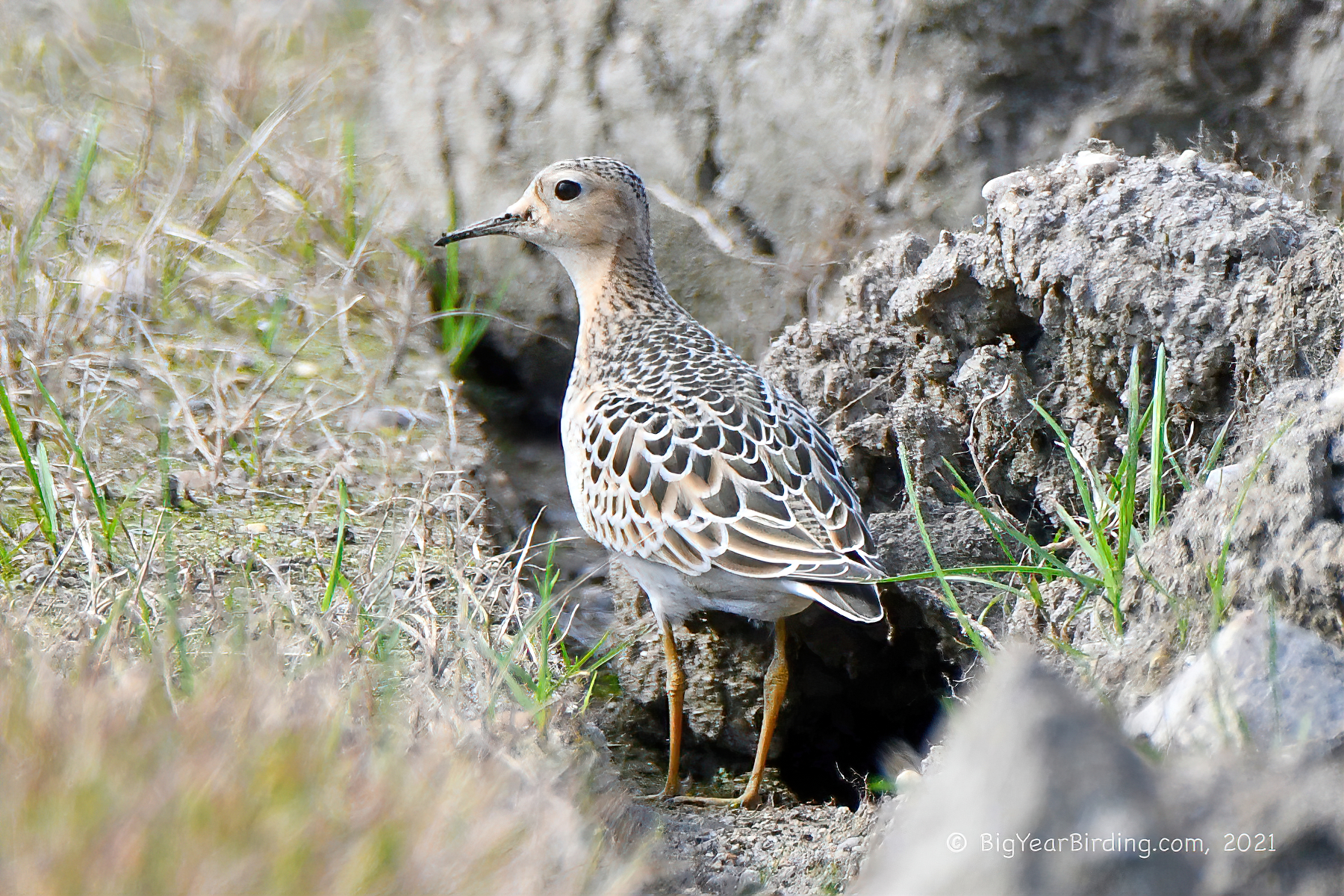 Buff-breasted Sandpiper - Big Year Birding