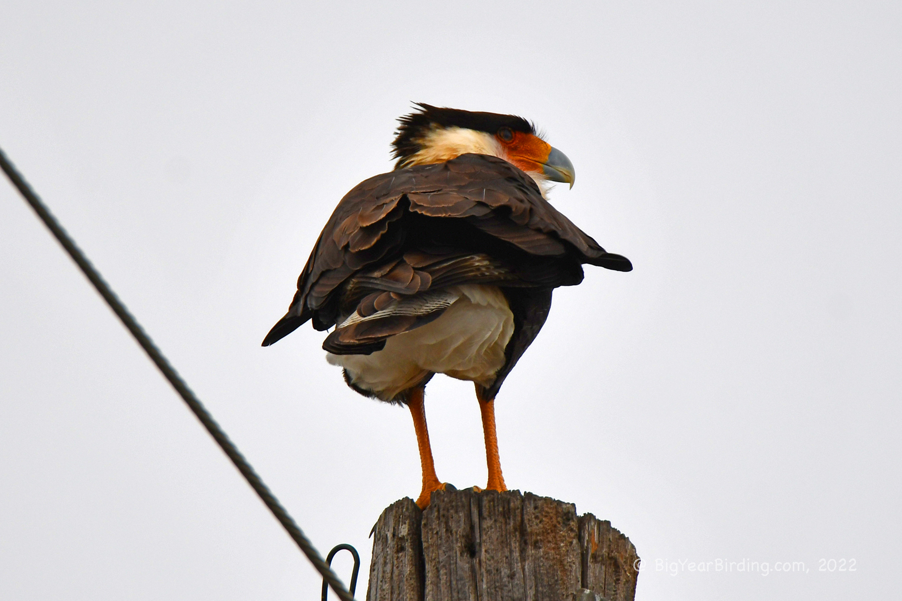 Crested Caracara - Big Year Birding