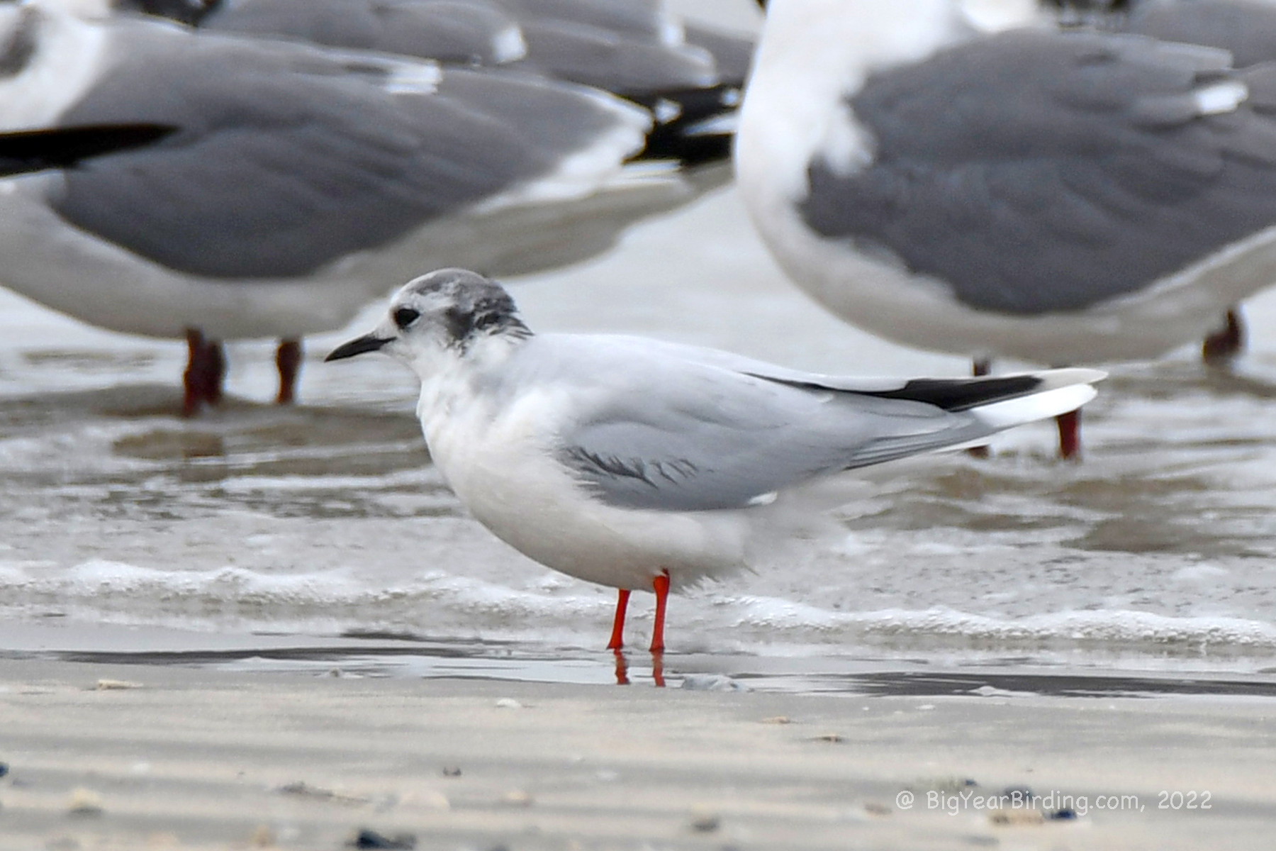 Little Gull - Big Year Birding