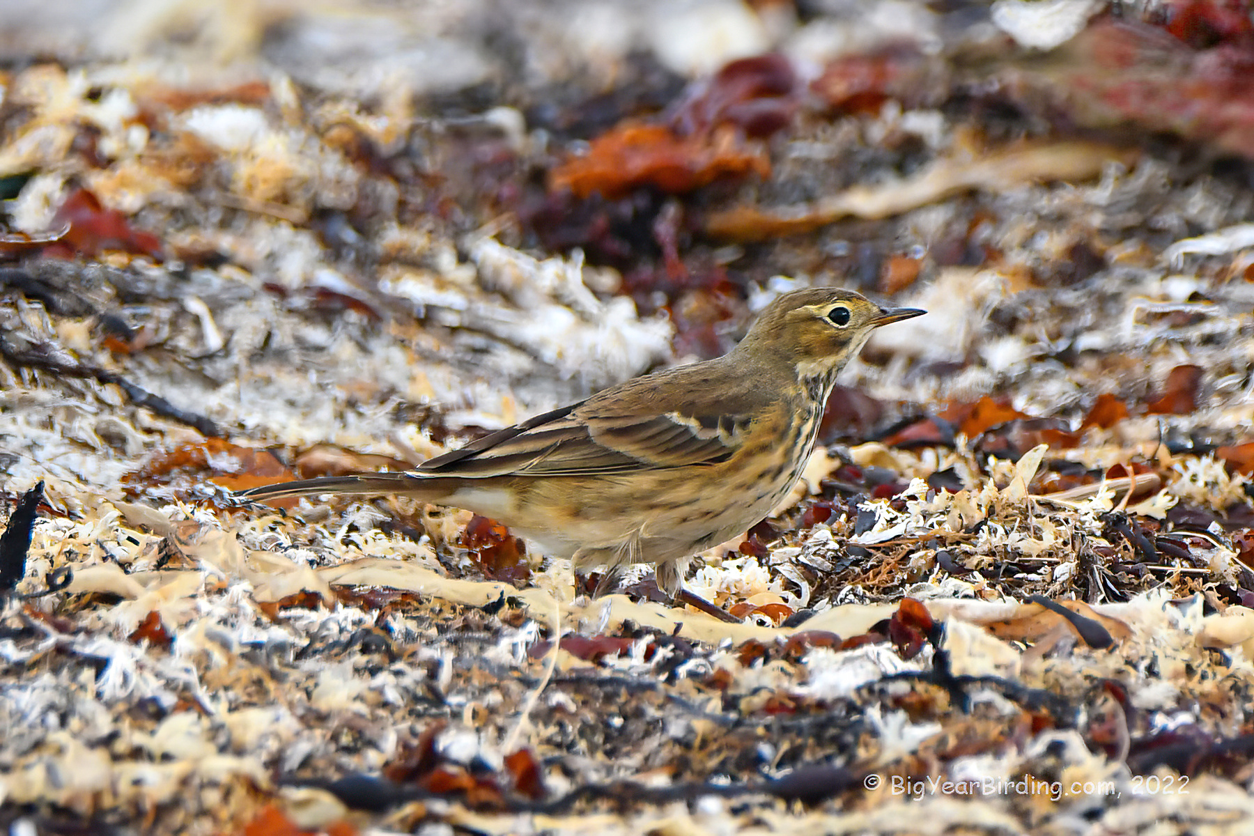 American Pipit - Big Year Birding