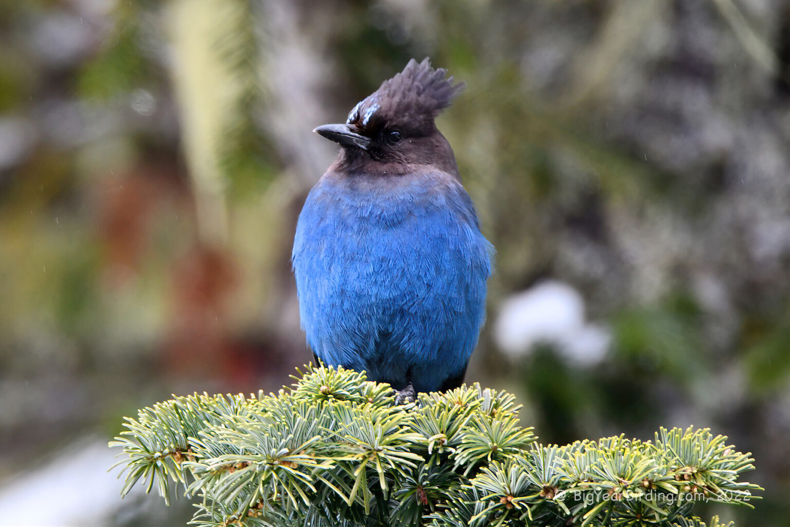 Steller's Jay - Big Year Birding